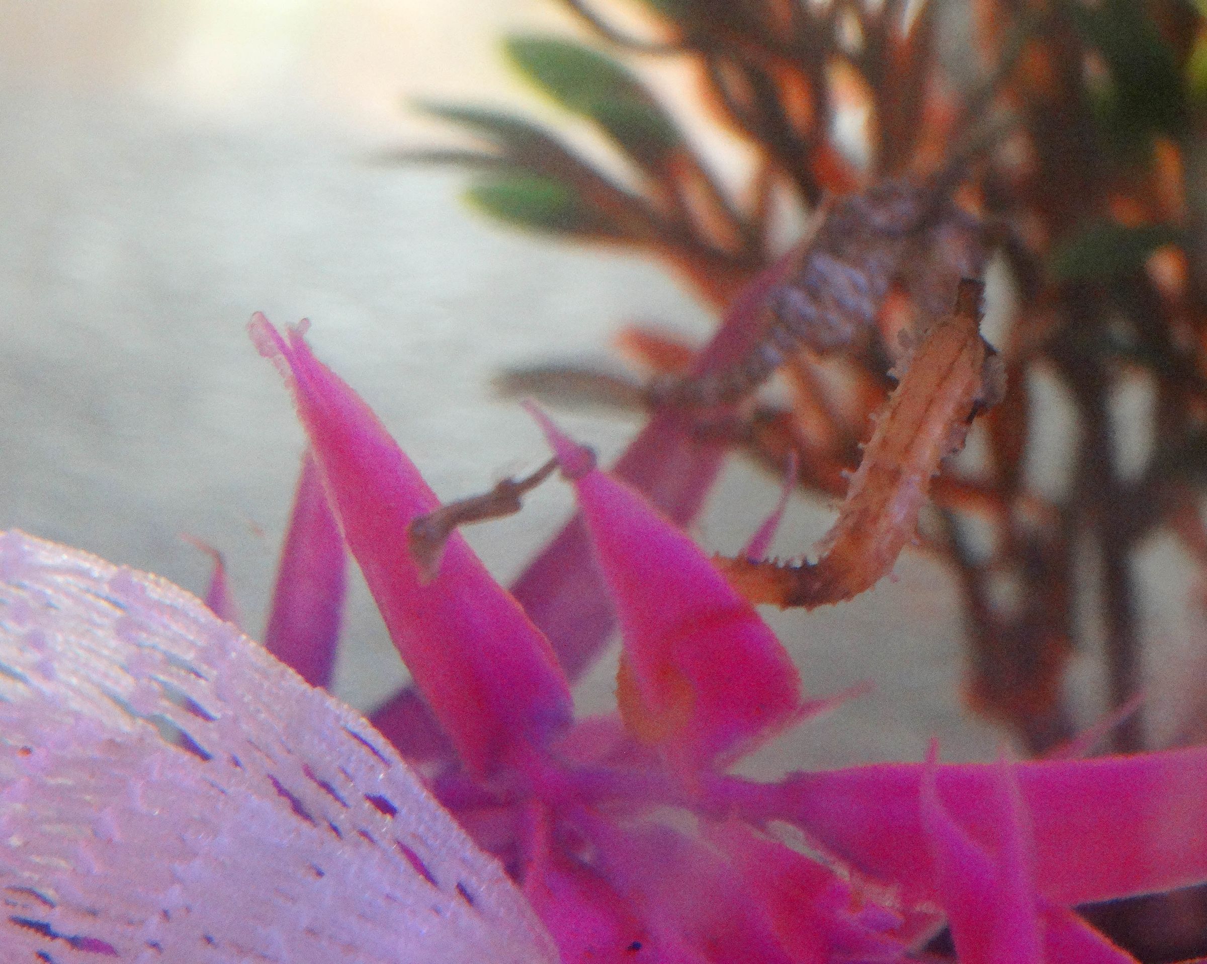 Keeping Dwarf Seahorses : 14 Steps (with Pictures) - Instructables