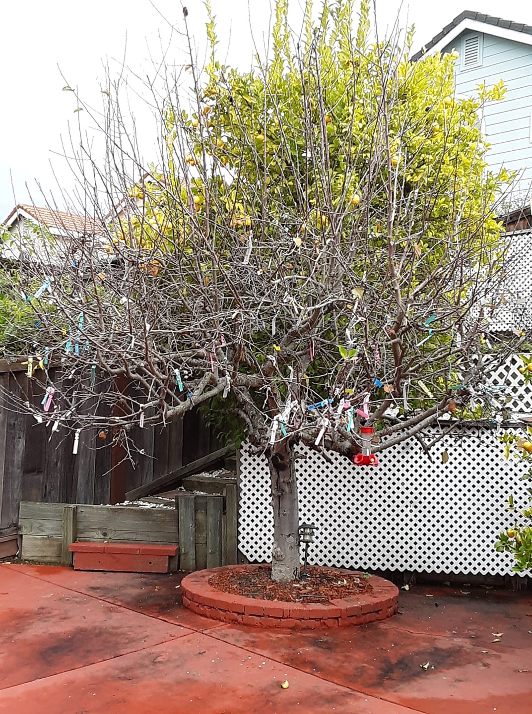 Grafting a Multi-variety Apple Tree. : 10 Steps (with Pictures ...