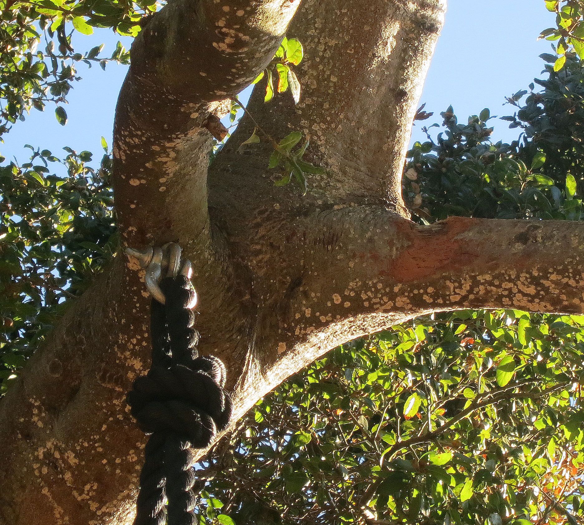 Rope Swing With Monkey's Fist : 6 Steps (with Pictures) - Instructables