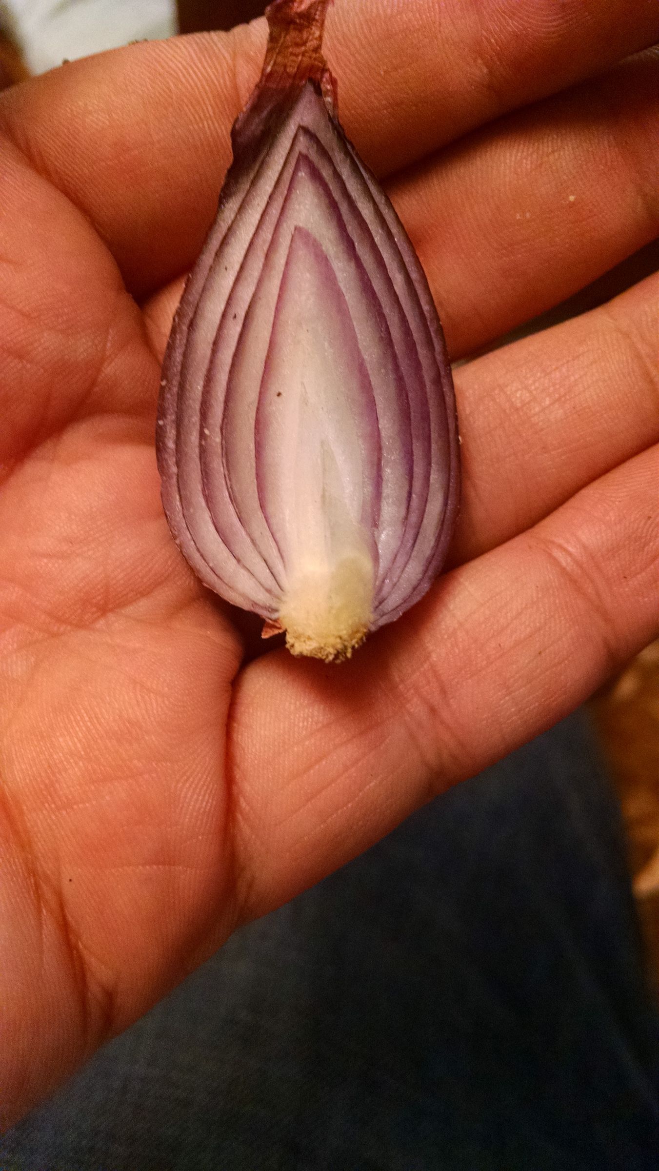 Vegetable Propagation: Or, Learn Botany While You Play With Your Food ...