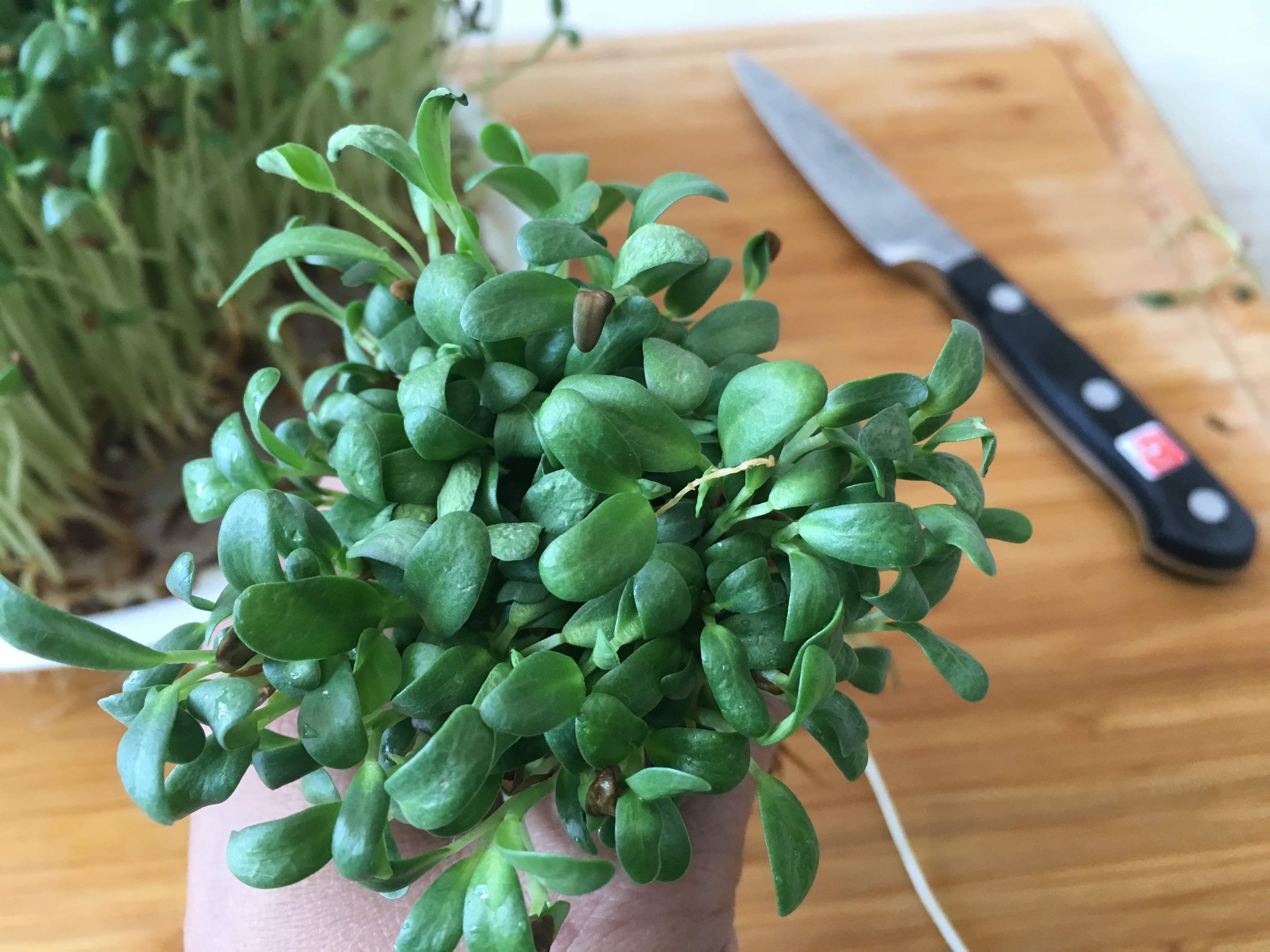 Hydroponic Microgreens Year Round Indoor Garden : 6 Steps (with ...