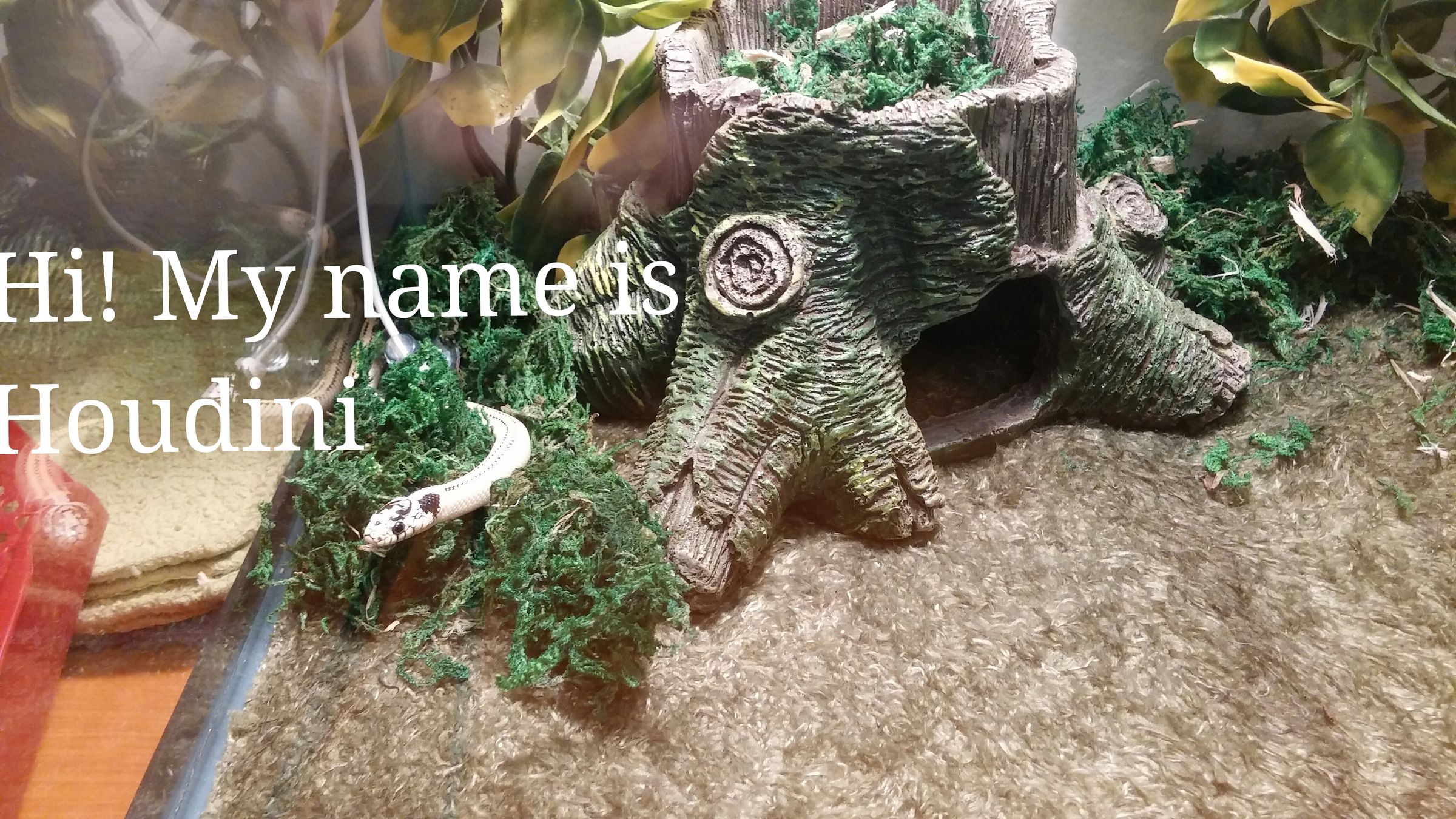 How to Set Up a Reptile Terrarium : 8 Steps (with Pictures) - Instructables