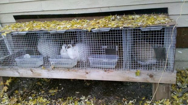 Cool Rabbit Cages