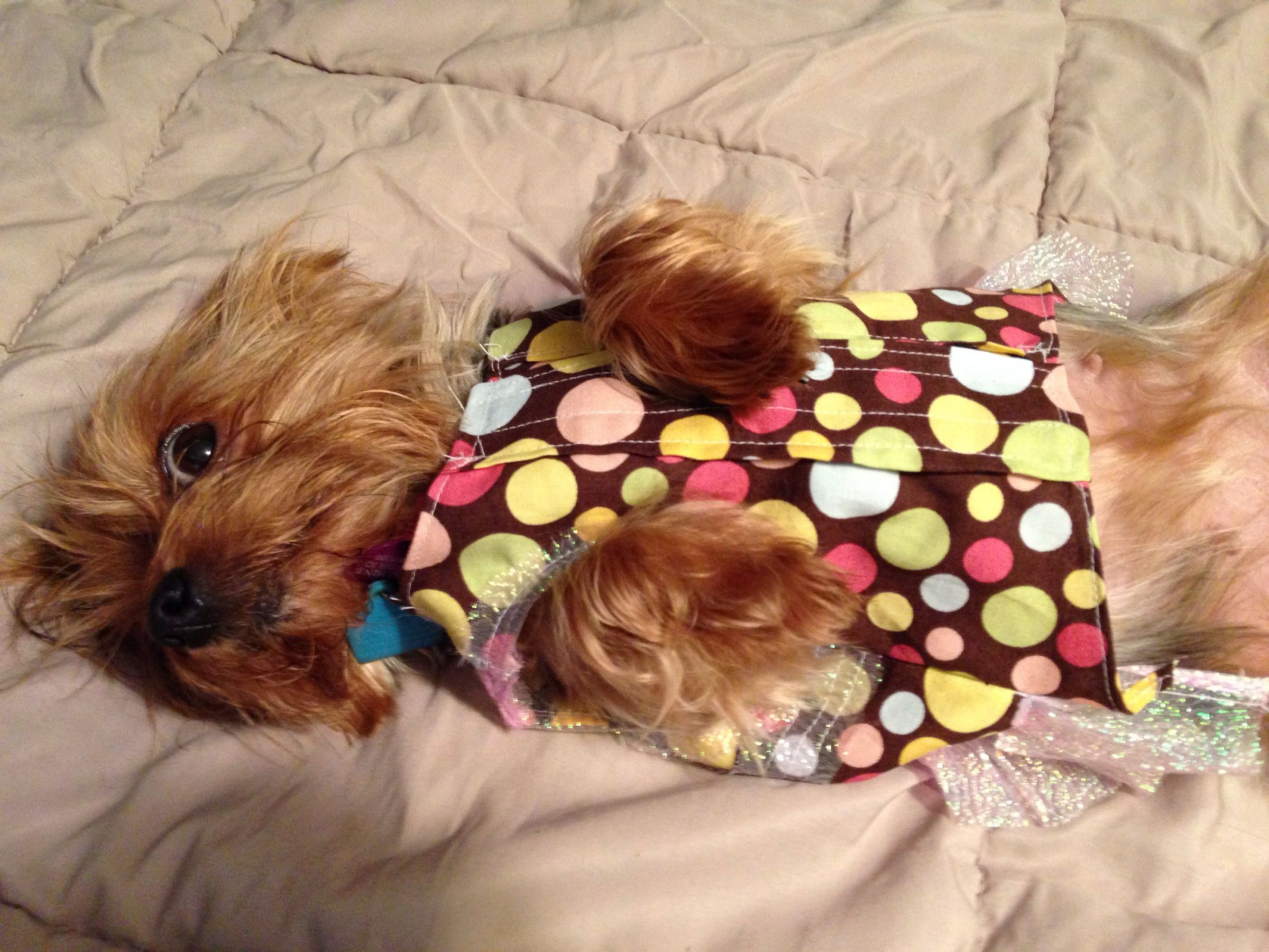 Homemade Dog Dress / Shirt for Beginners : 13 Steps - Instructables