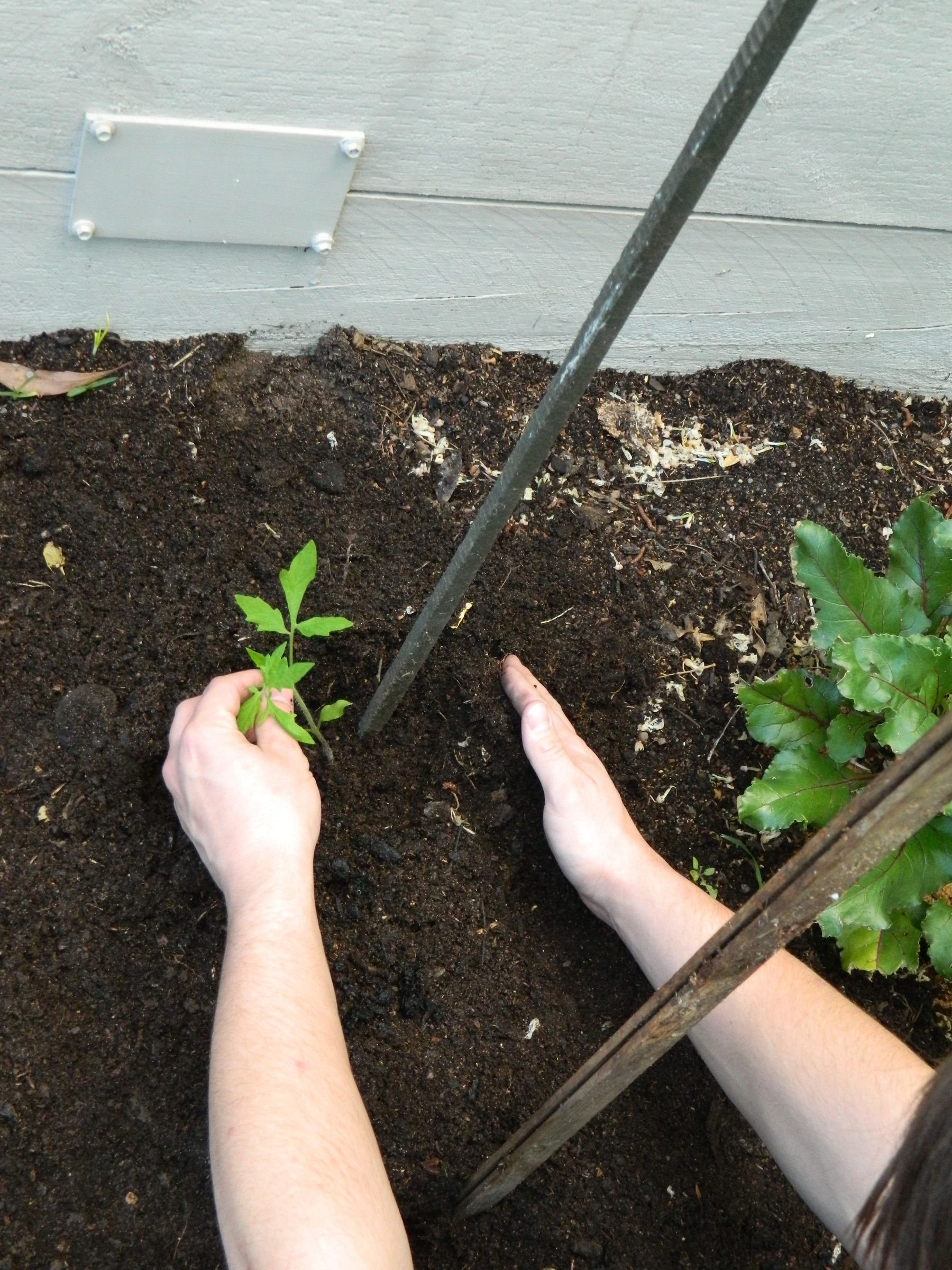 Transplanting Seedlings : 6 Steps - Instructables
