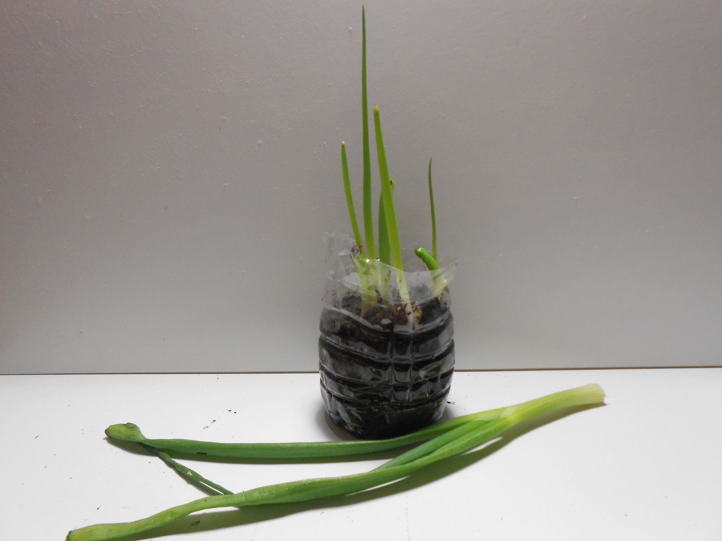 How to Regrow Scallions Indoors - Instructables