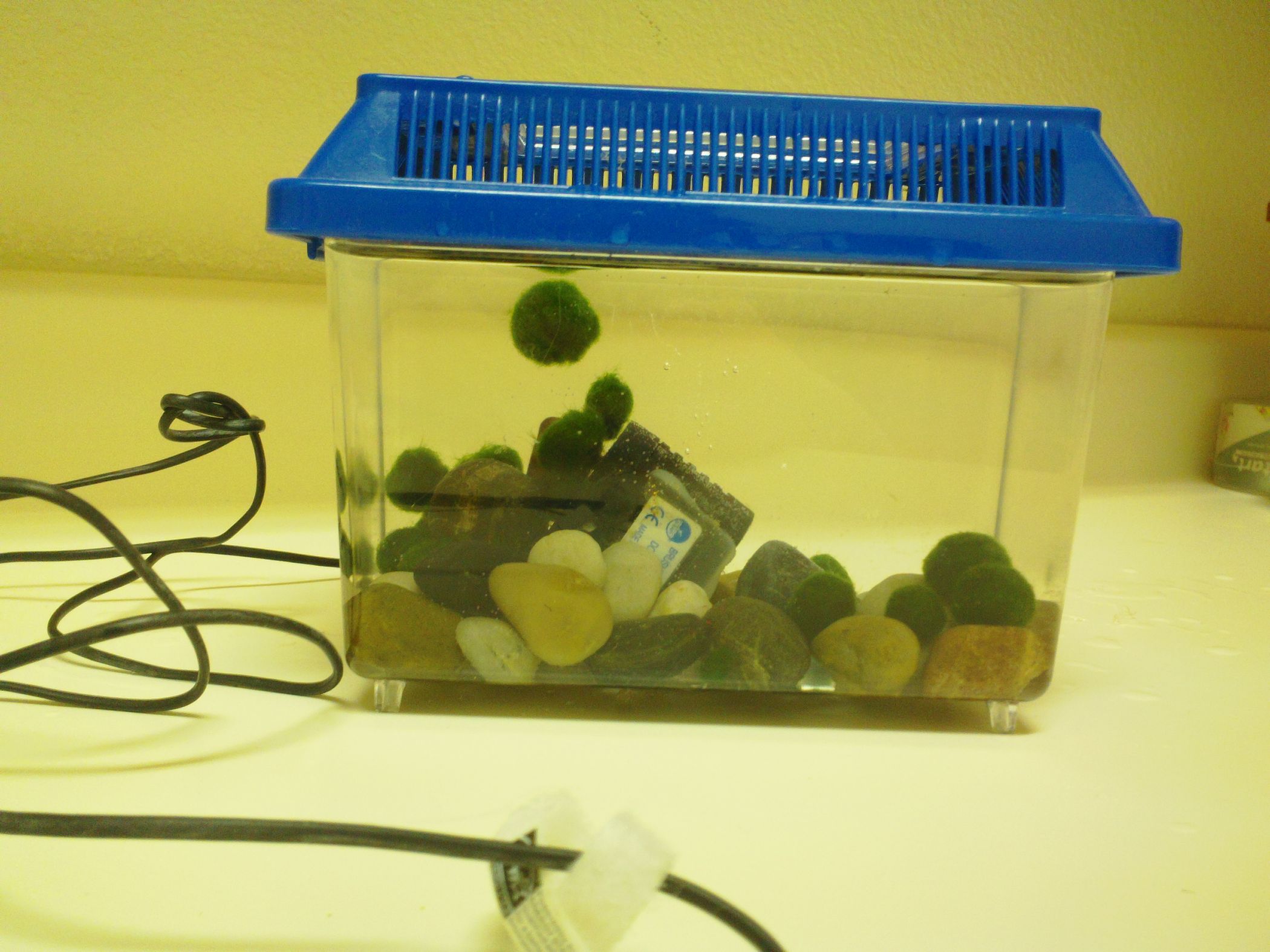 DIY Marimo Ball Habitat Tank! : 5 Steps - Instructables