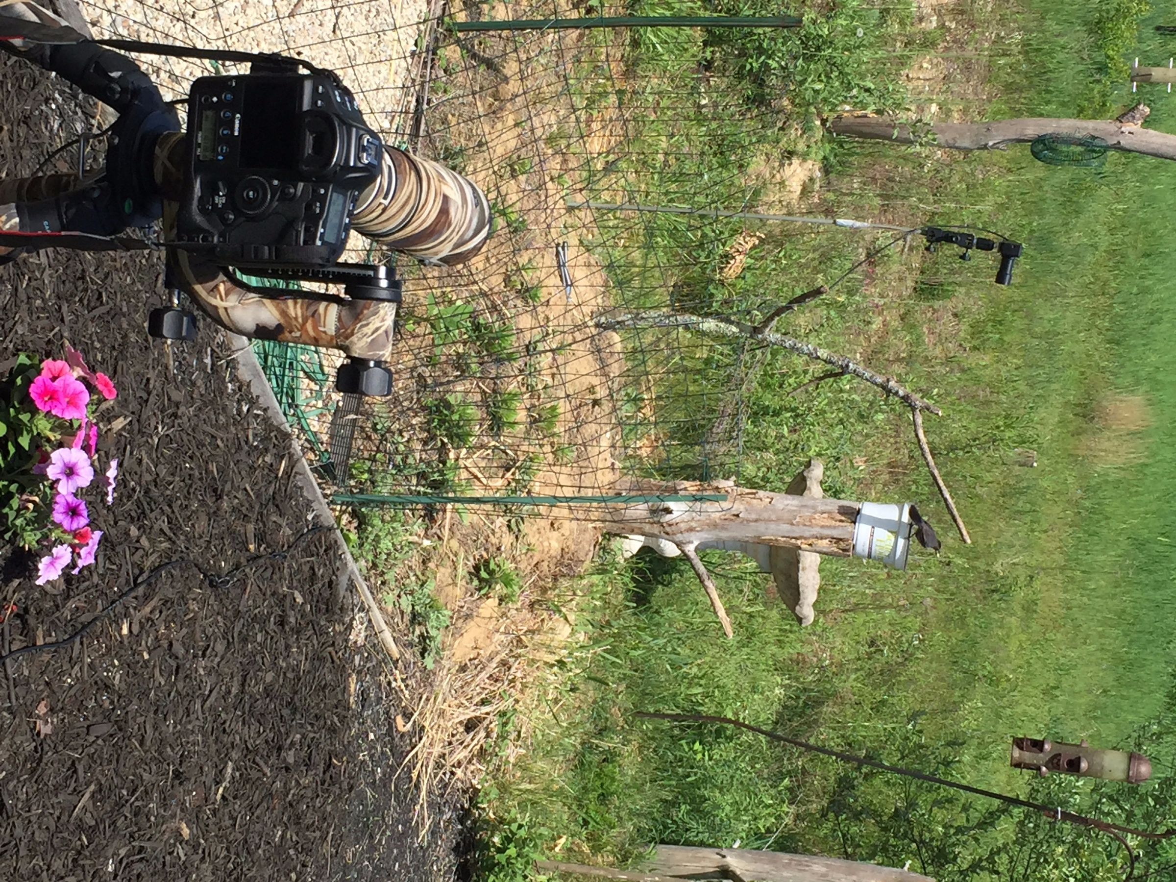 Simple PIR DSLR Camera Trap : 8 Steps (with Pictures) - Instructables