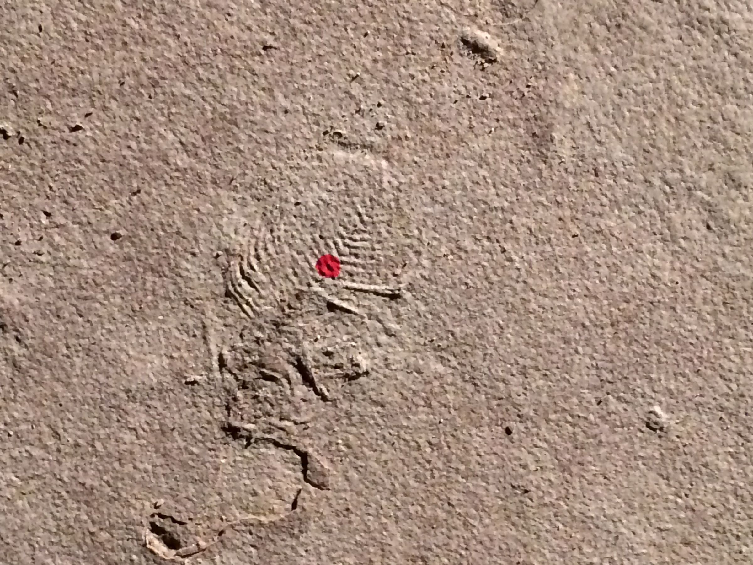 Split Limestone to Find Fossils!! : 4 Steps (with Pictures) - Instructables