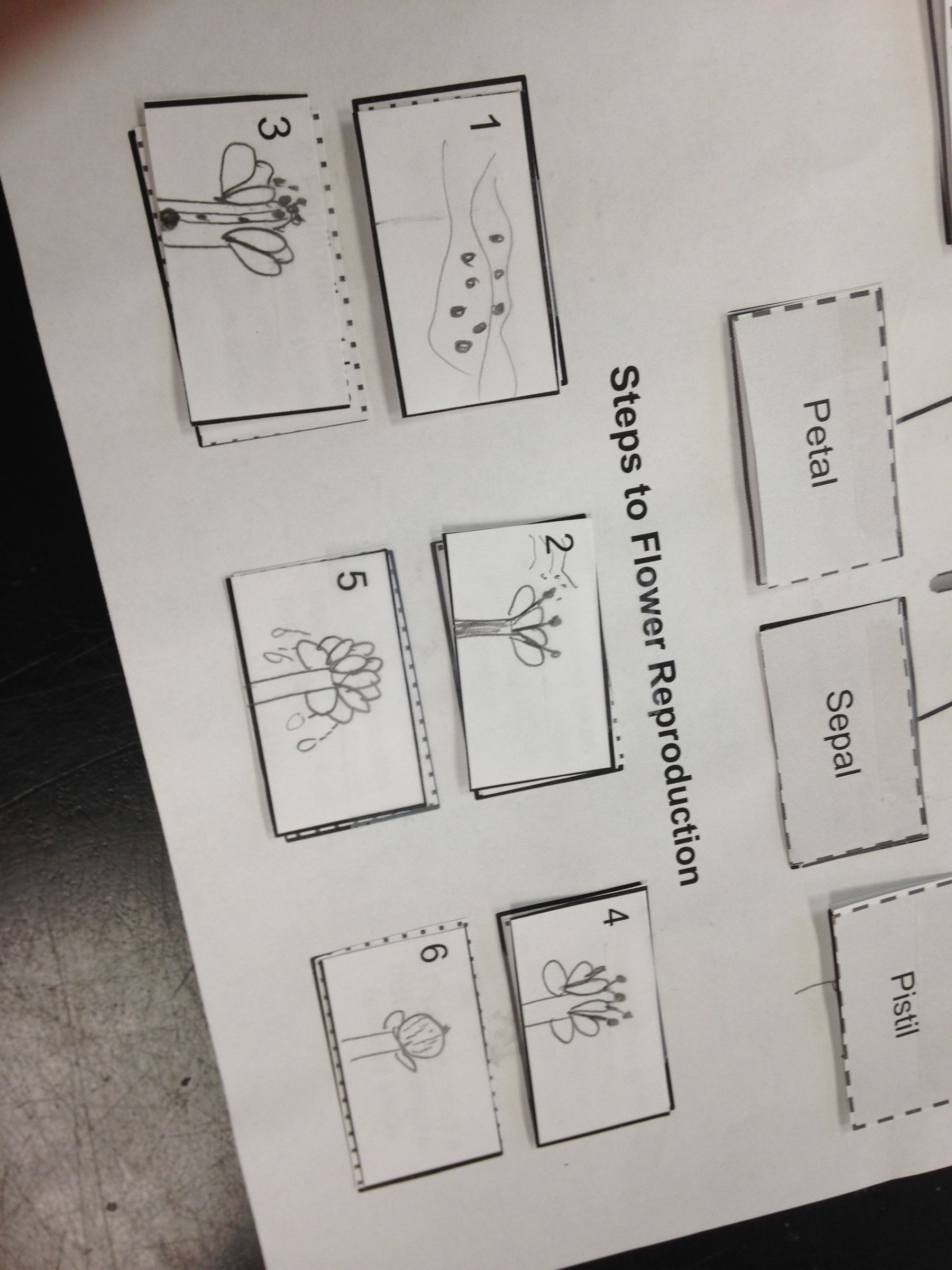 Flower Flip-Flap Activity : 4 Steps - Instructables