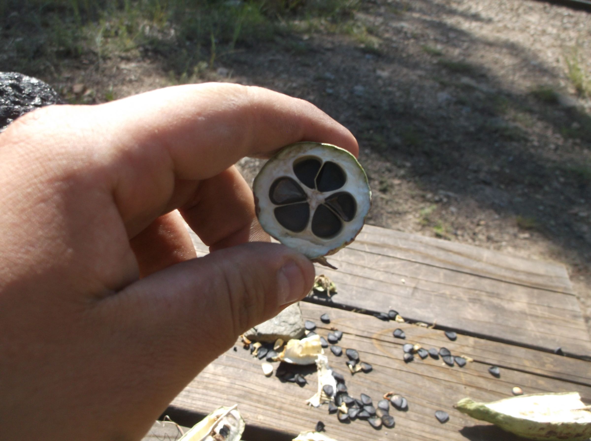 Processing Yucca Fibre With Primitive Tools : 6 Steps (with Pictures ...