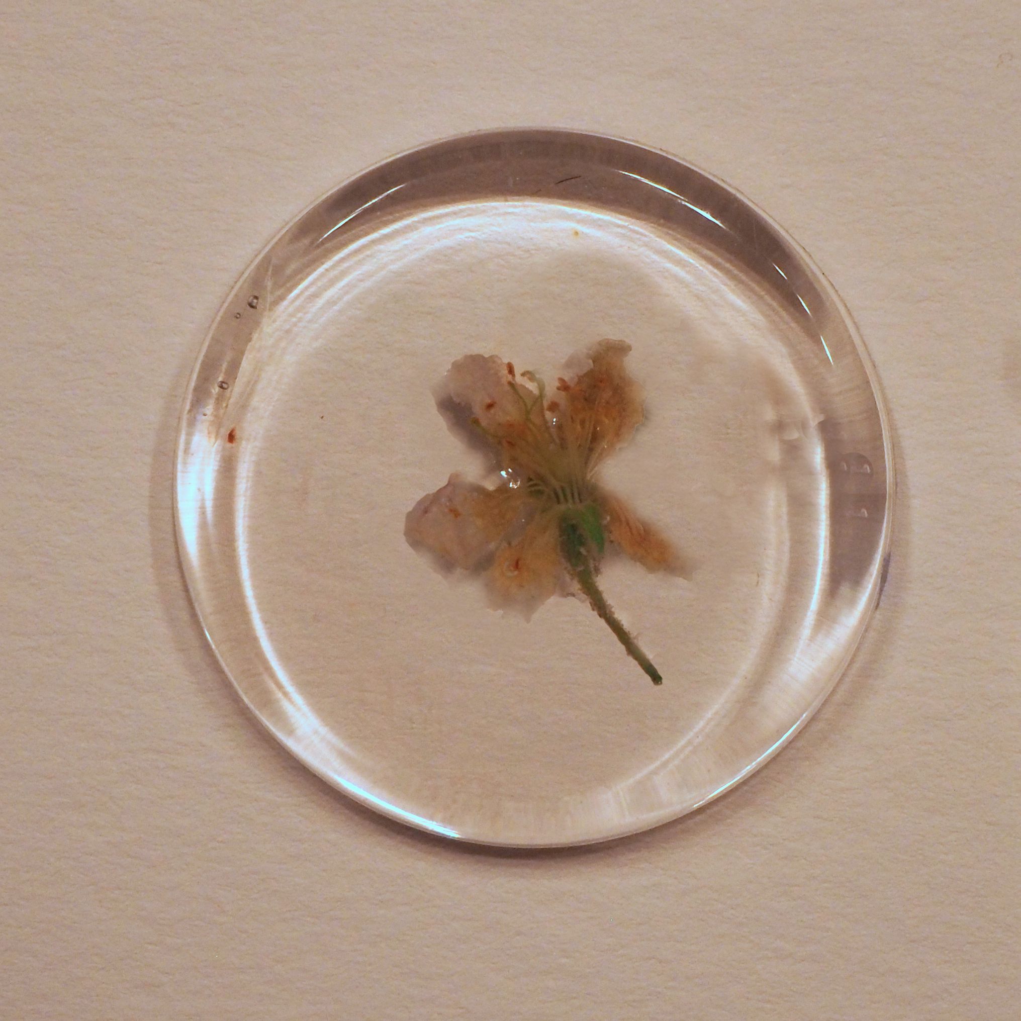 Techniques to Embed Flowers in Resin : 12 Steps (with Pictures ...
