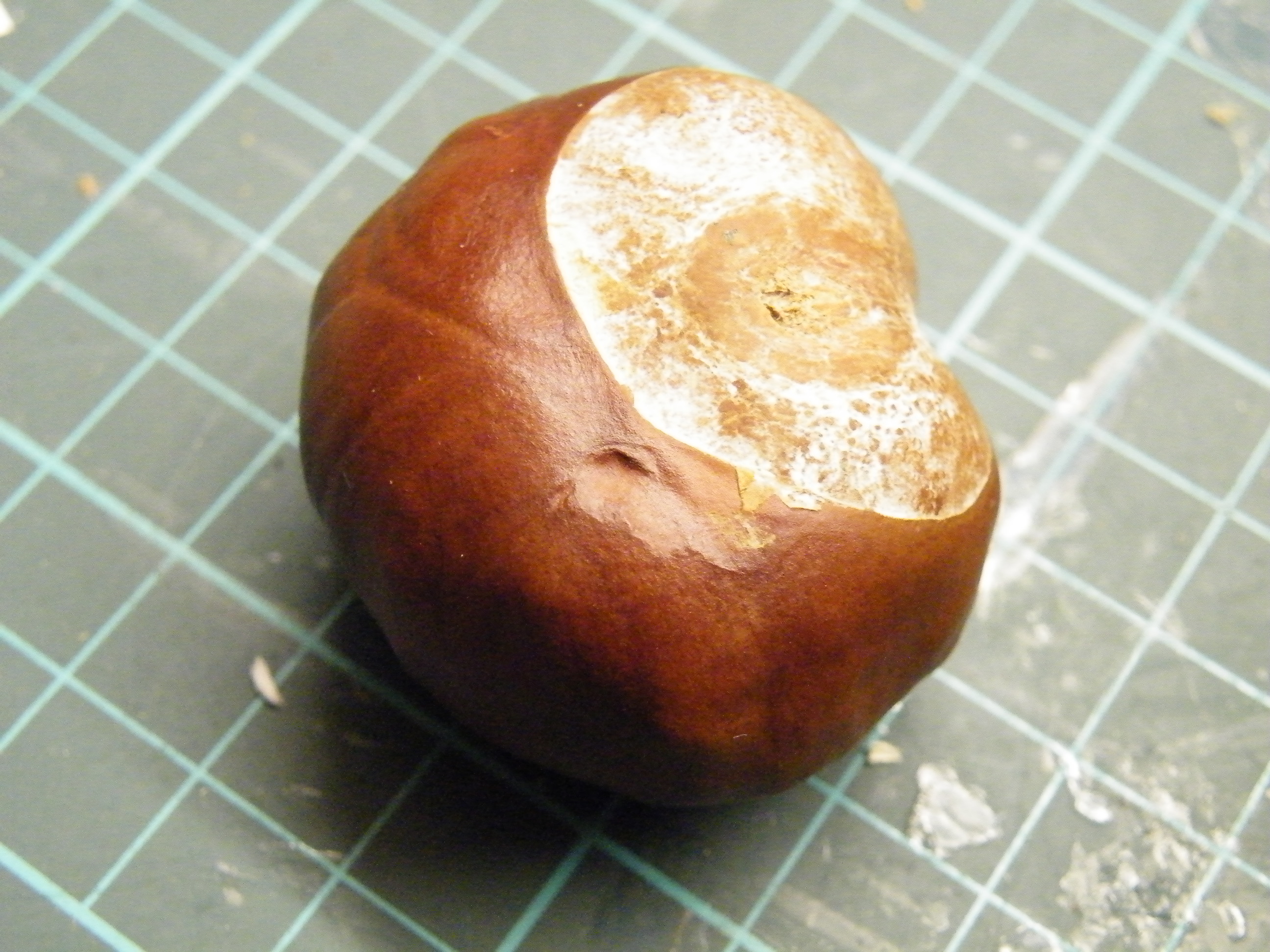How to Play Conkers. : 7 Steps (with Pictures) - Instructables