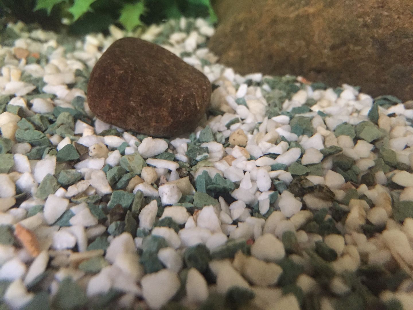 How to Keep Turtles : 8 Steps - Instructables