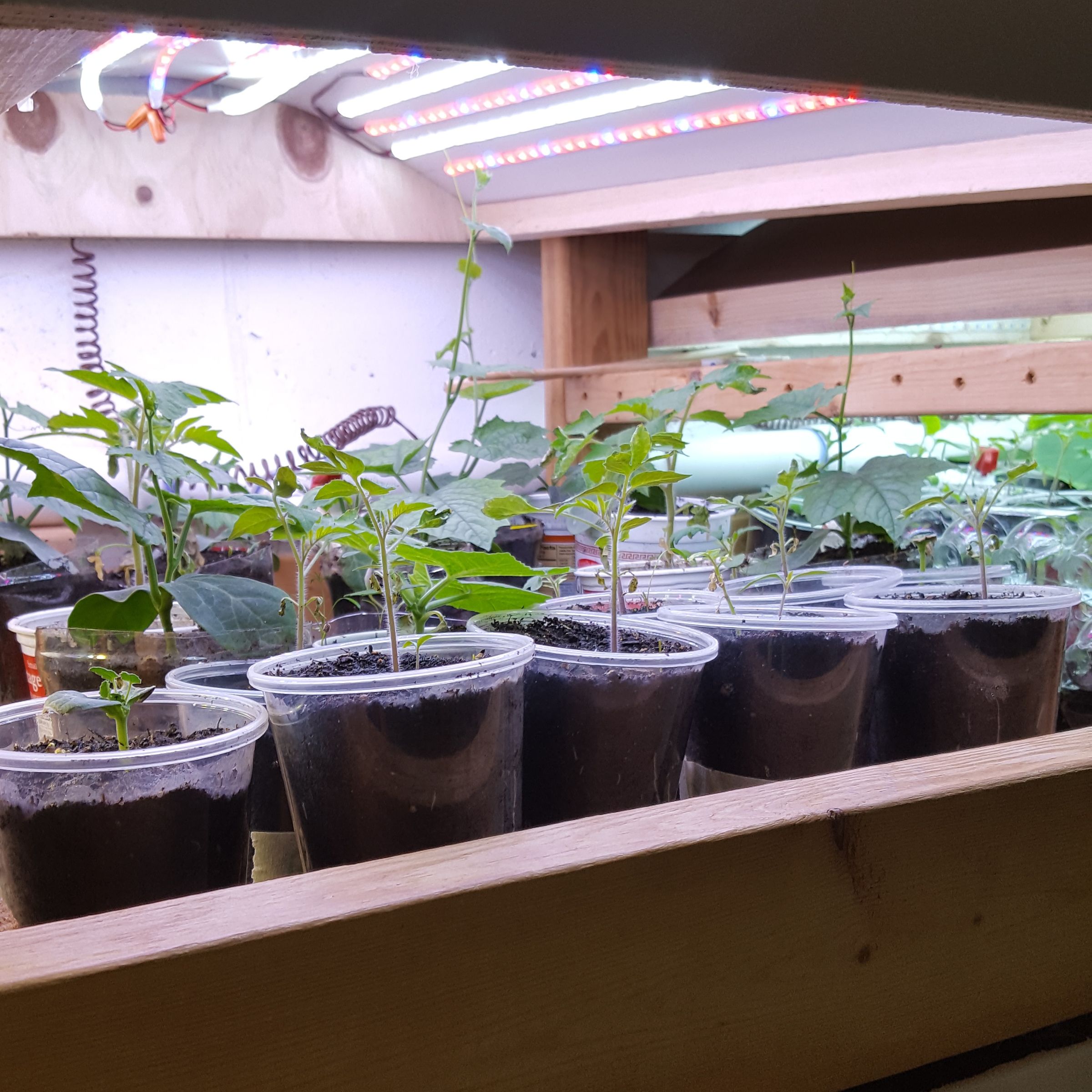 DIY LED Grow Light : 4 Steps (with Pictures) - Instructables