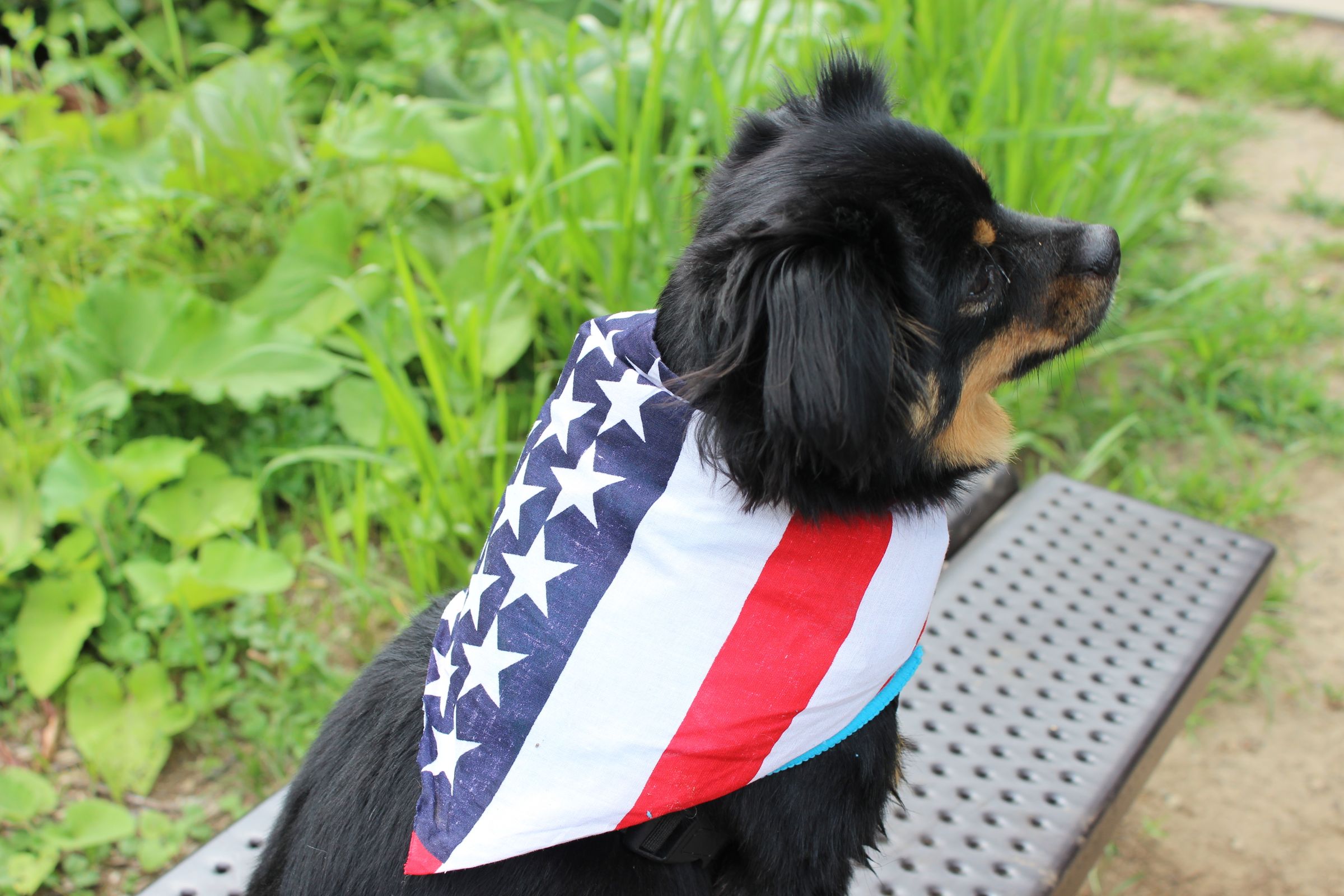 Dog (Or Human) Bandanna Ice Pack : 10 Steps (with Pictures) - Instructables