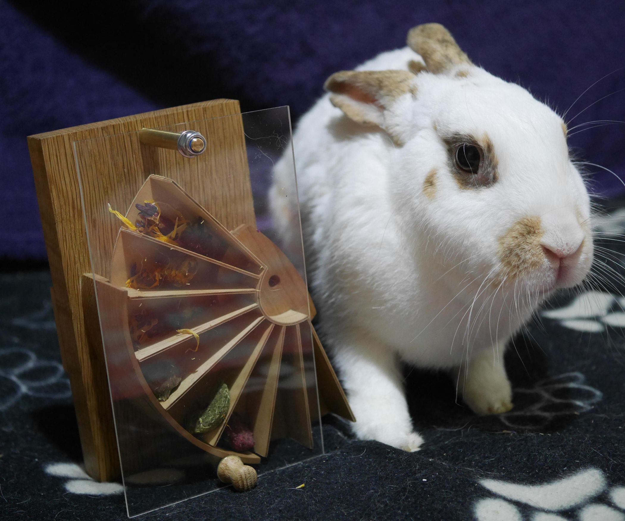 An IoT Pet Treat Dispenser Using the Arduino Nano RP2040 : 6 Steps ...