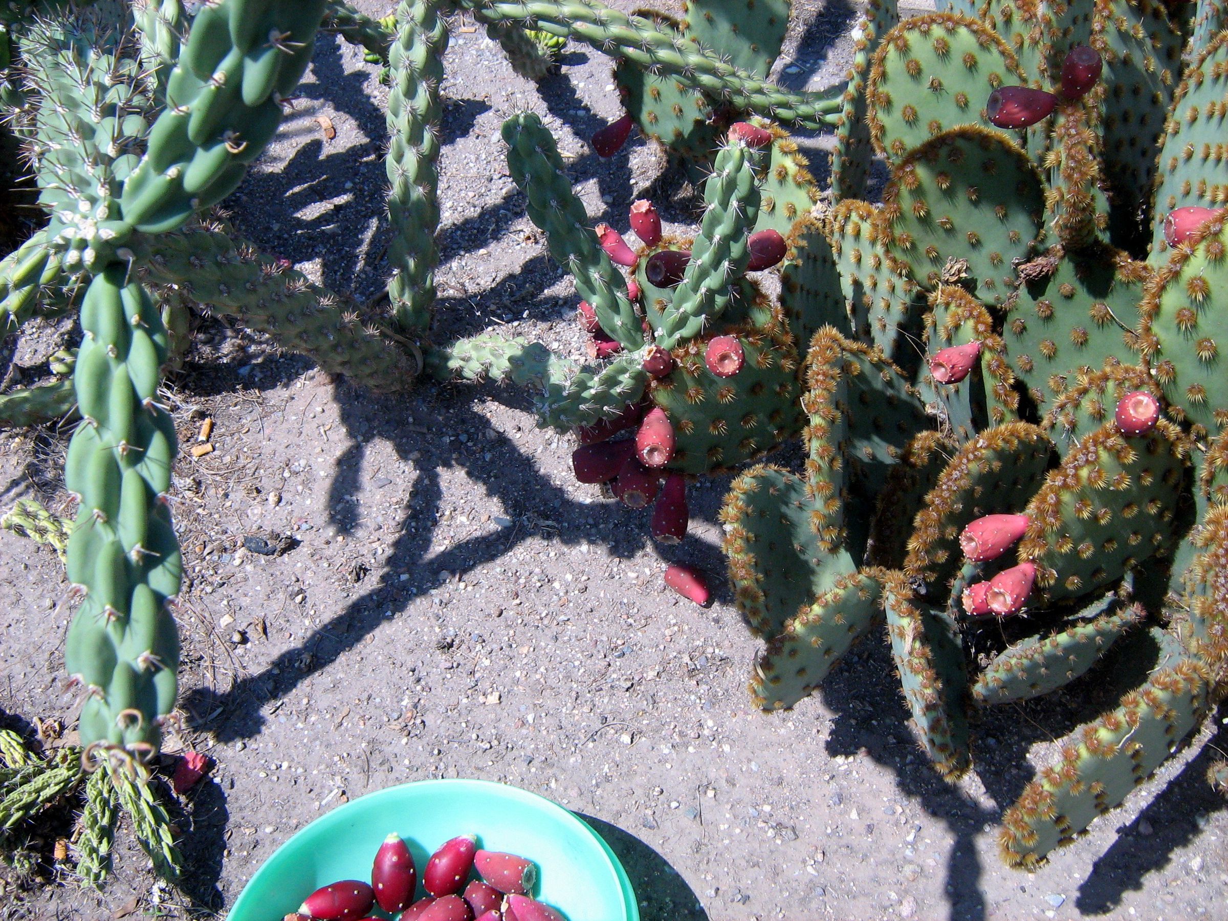 Make Prickly Pear Juice (Nopal, Nopales, Oputina, Tuna) : 7 Steps (with ...