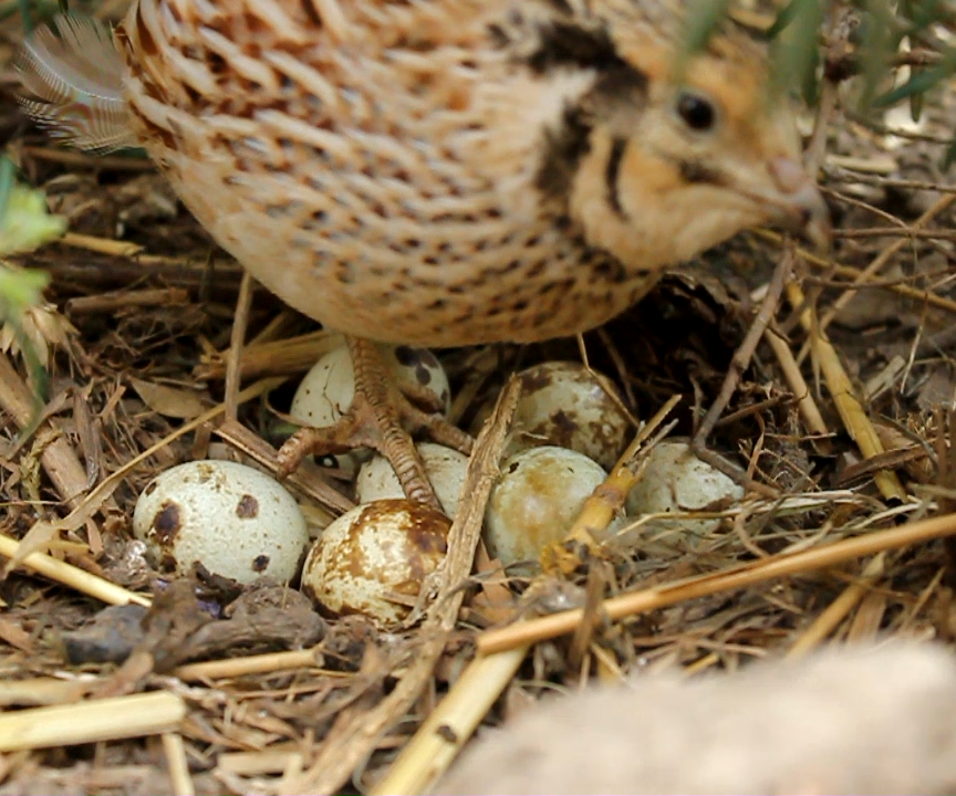 Organically Raised Coturnix Quail Broody and Sitting Eggs. Codorniz ...