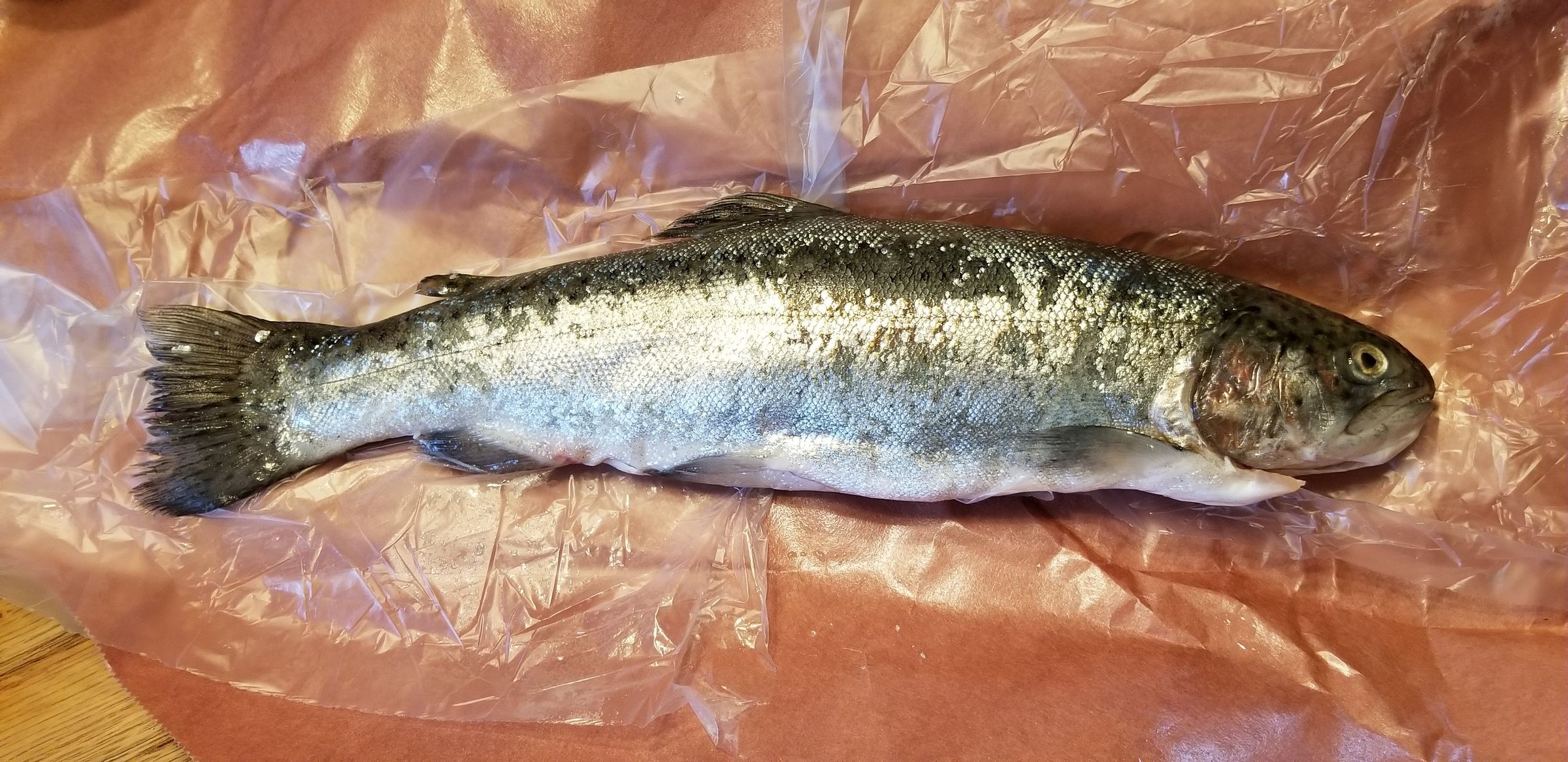 Rainbow Trout / a Celebration of Violet : 18 Steps - Instructables