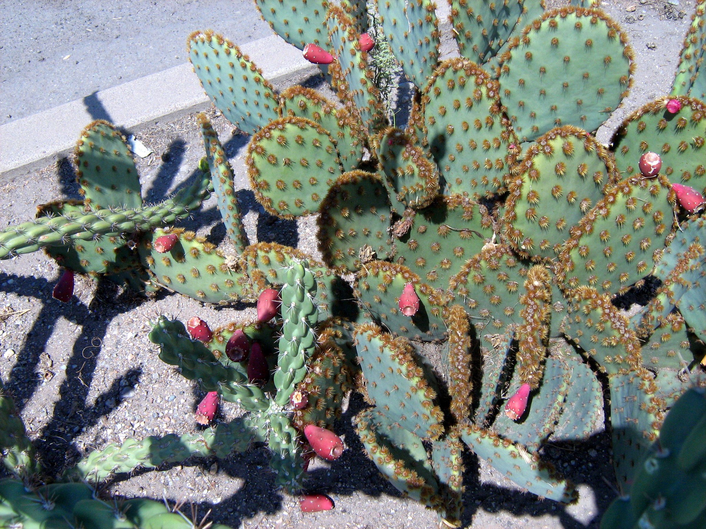 Make Prickly Pear Juice (Nopal, Nopales, Oputina, Tuna) : 7 Steps (with ...