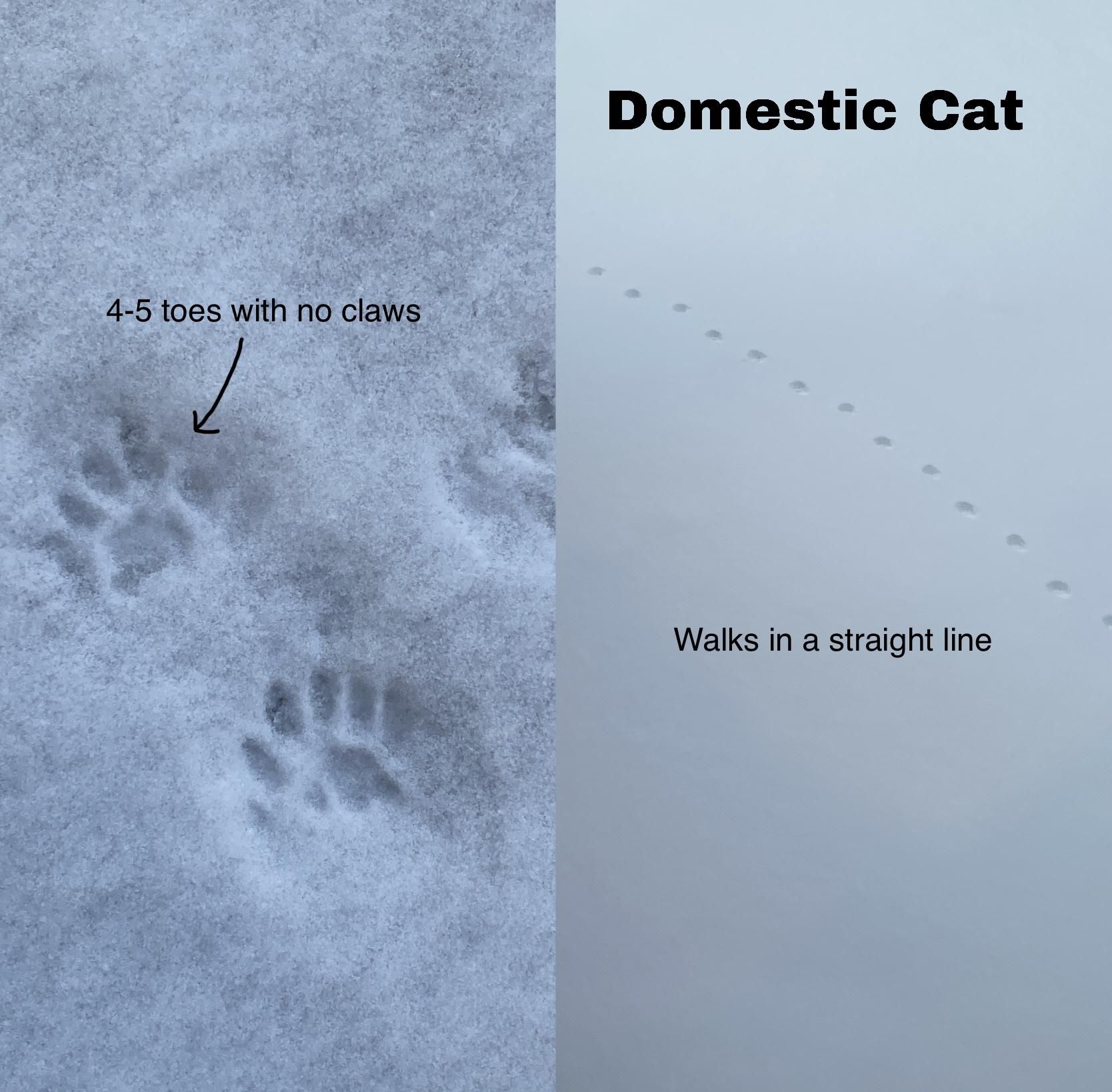 Identifying Wildlife Tracks : 4 Steps - Instructables