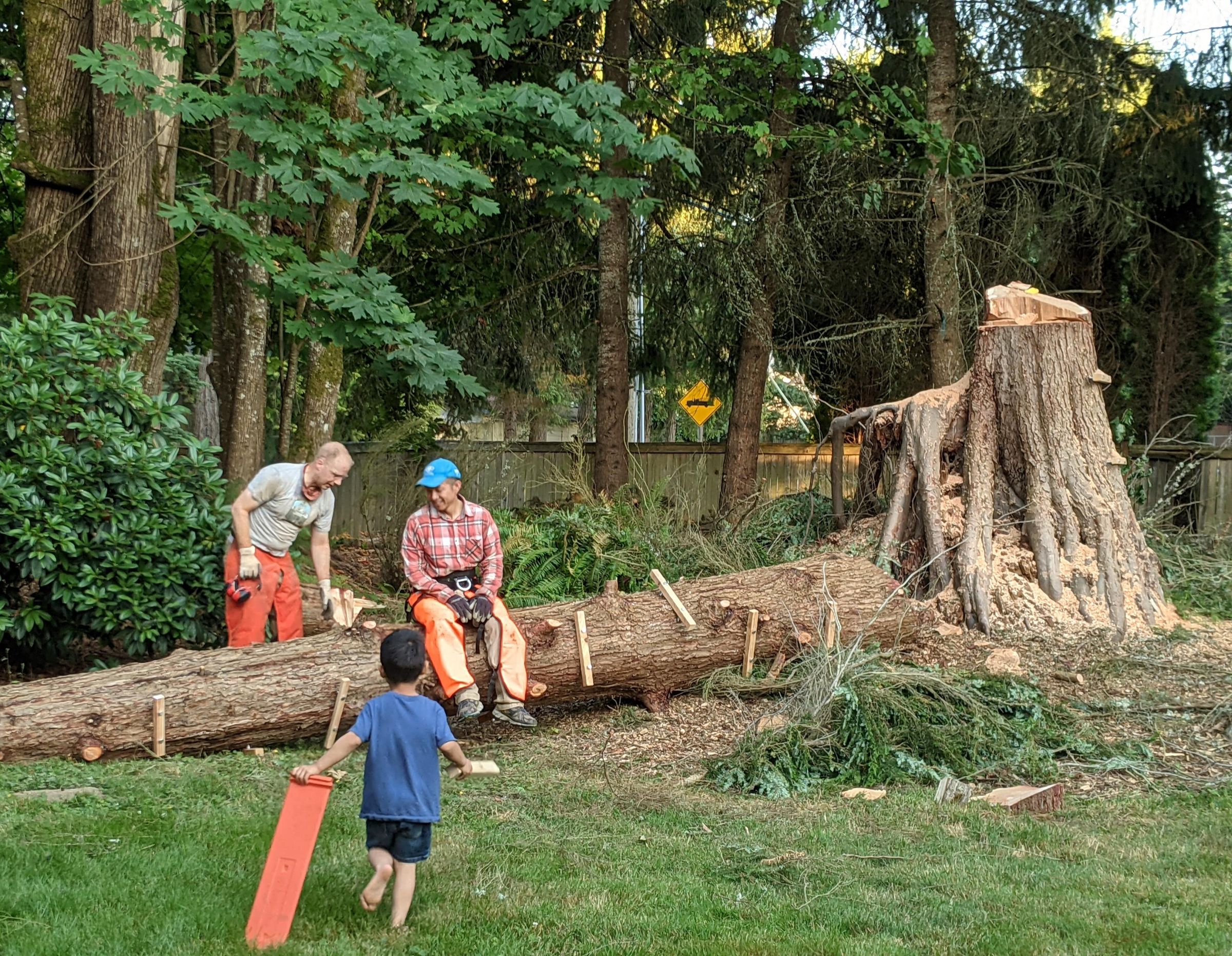 DIY: Build a Ladder and Cut the Tree - Removing Large Trees Near Fences ...