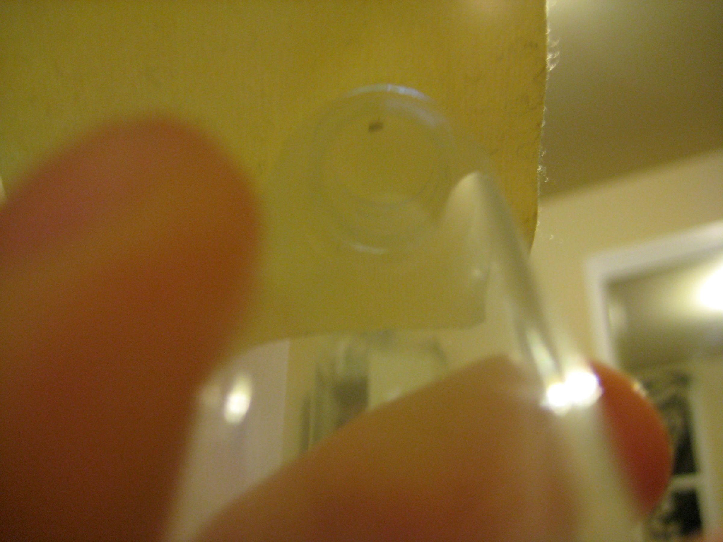 How to Catch Fleas : 7 Steps - Instructables