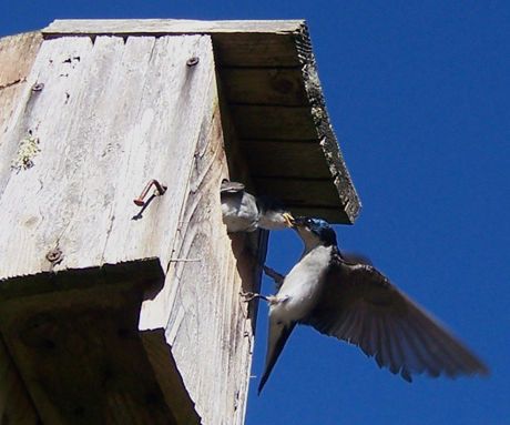 Natural Pest Control for Your Garden! : 9 Steps (with Pictures ...