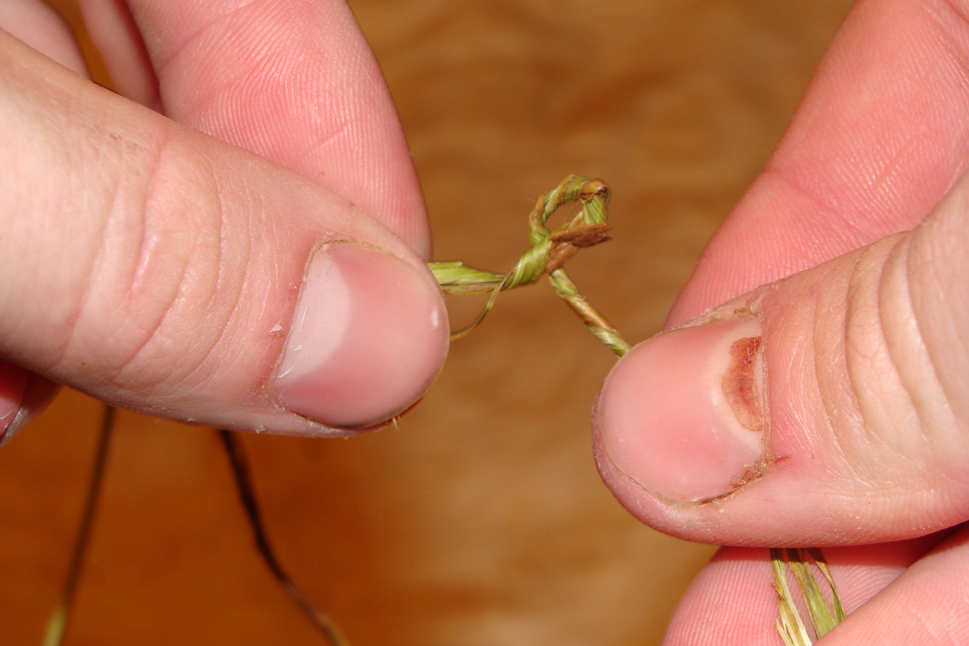 Natural Cordage : 7 Steps (with Pictures) - Instructables