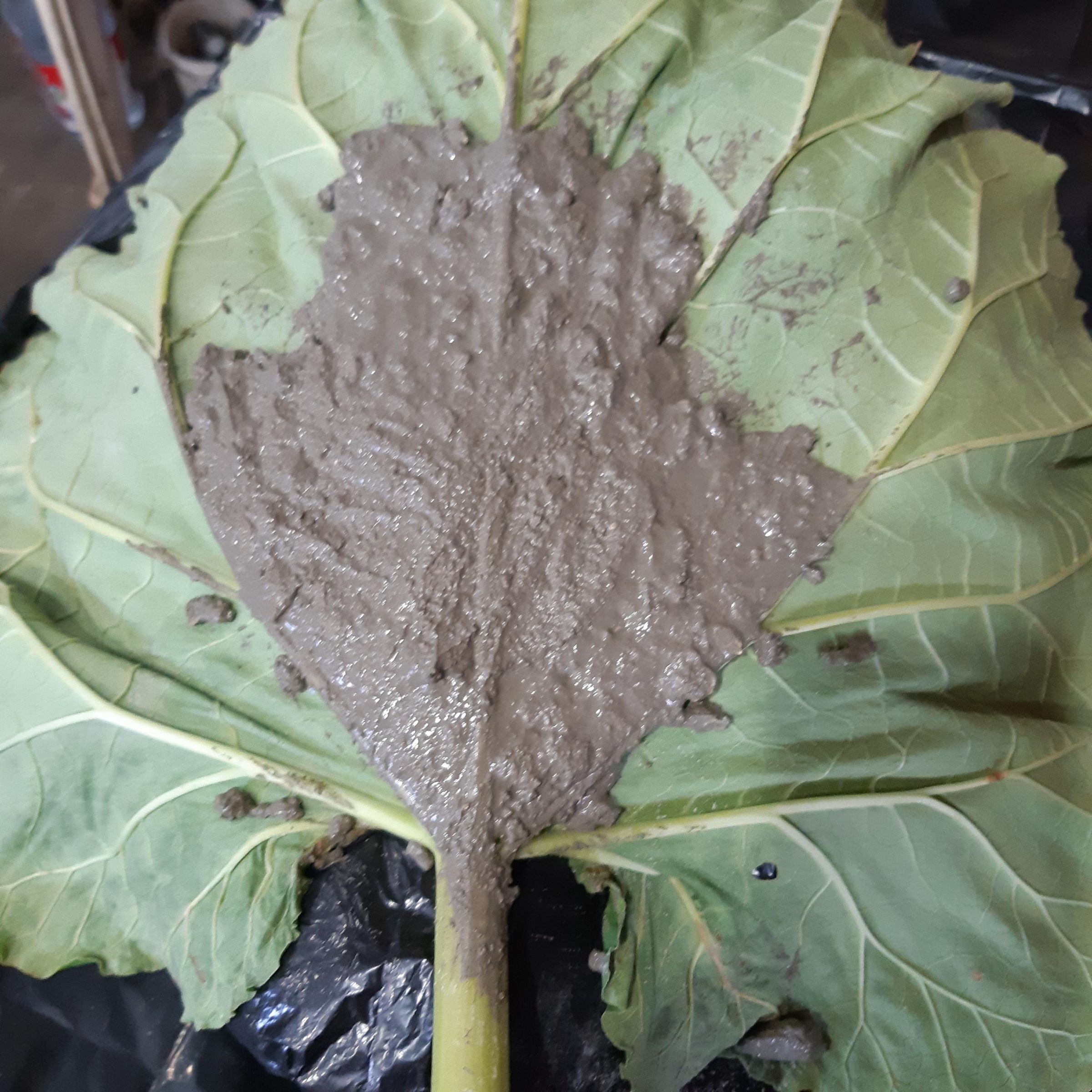 Concrete Rhubarb Leaf Garden Decor : 8 Steps (with Pictures ...