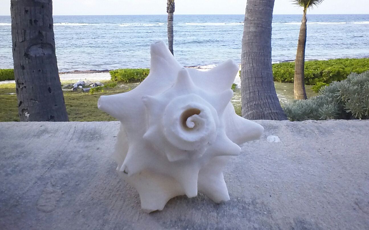 Conch Shell Horn : 5 Steps (with Pictures) - Instructables