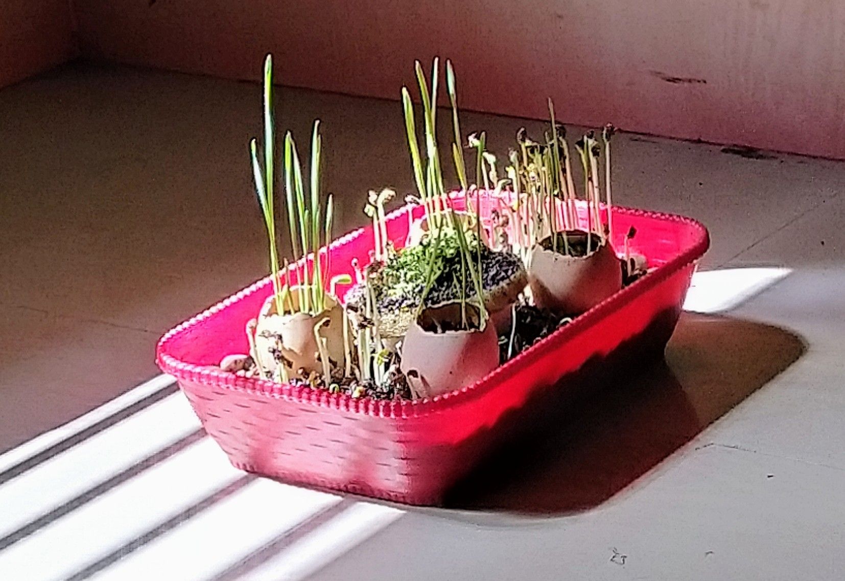 Micro Greens - Perfect for Indoors : 22 Steps (with Pictures ...