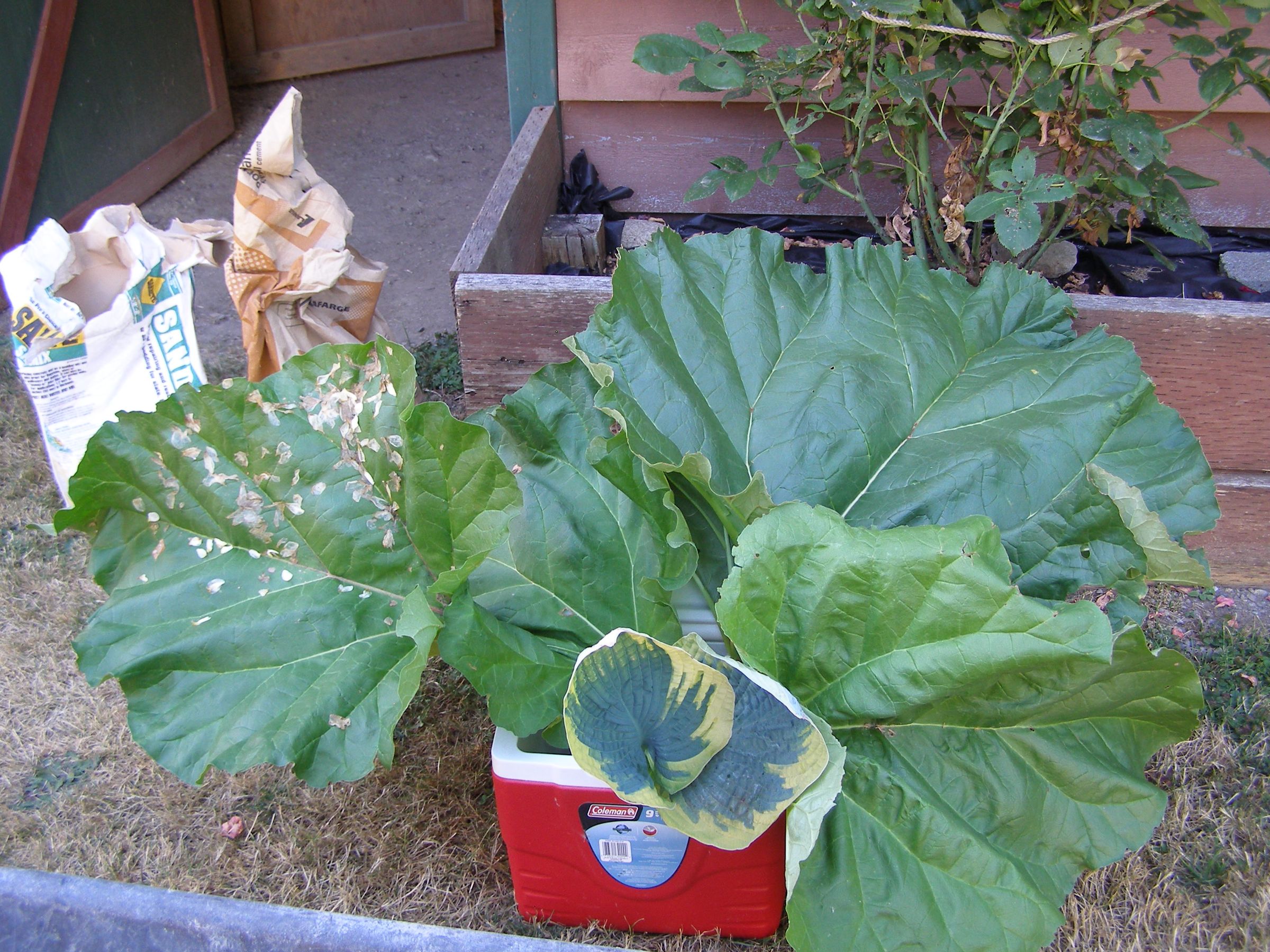 Concrete Leaves for Gardens or Fountains : 7 Steps (with Pictures ...