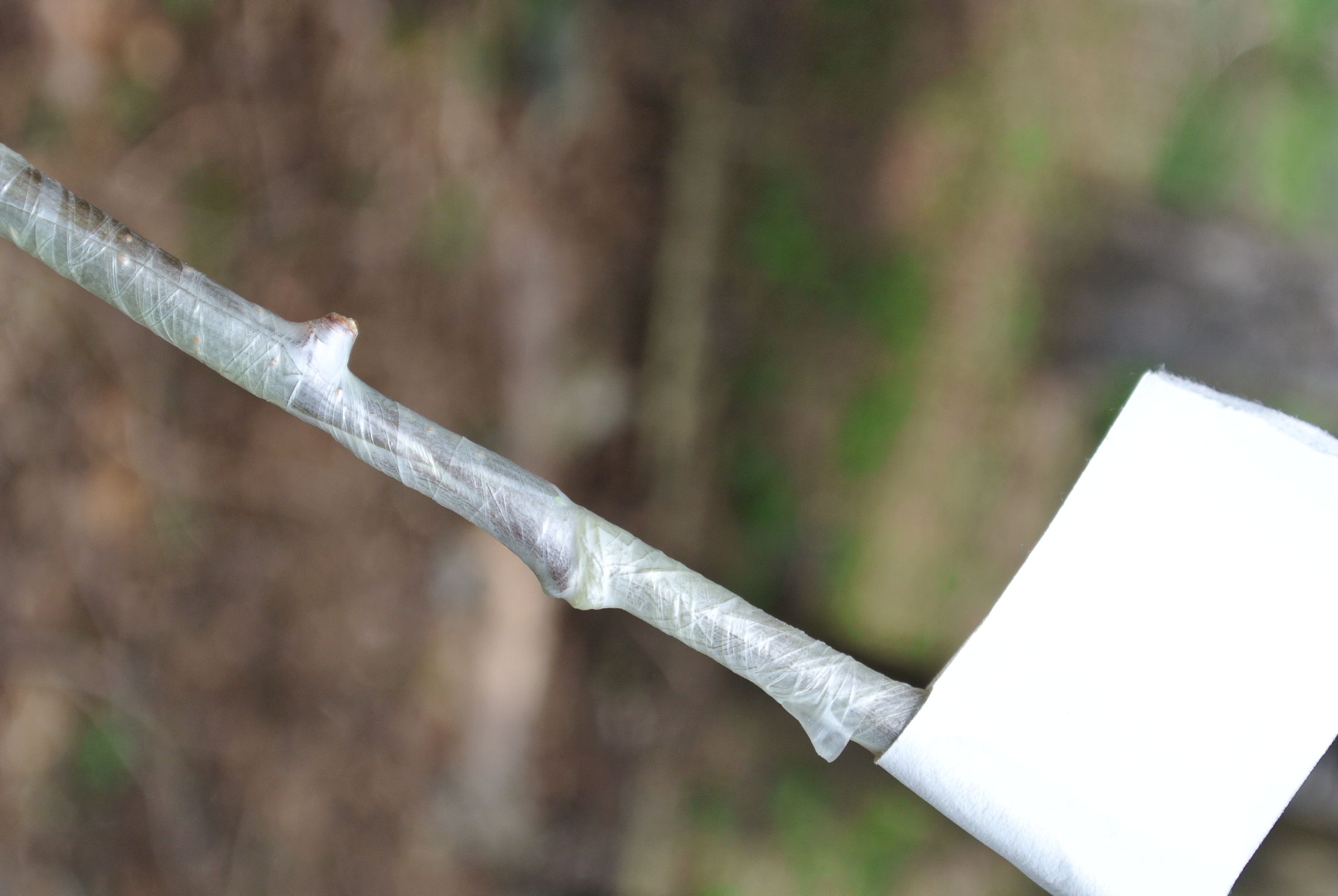 Grafting a Multi-variety Apple Tree. : 10 Steps (with Pictures ...