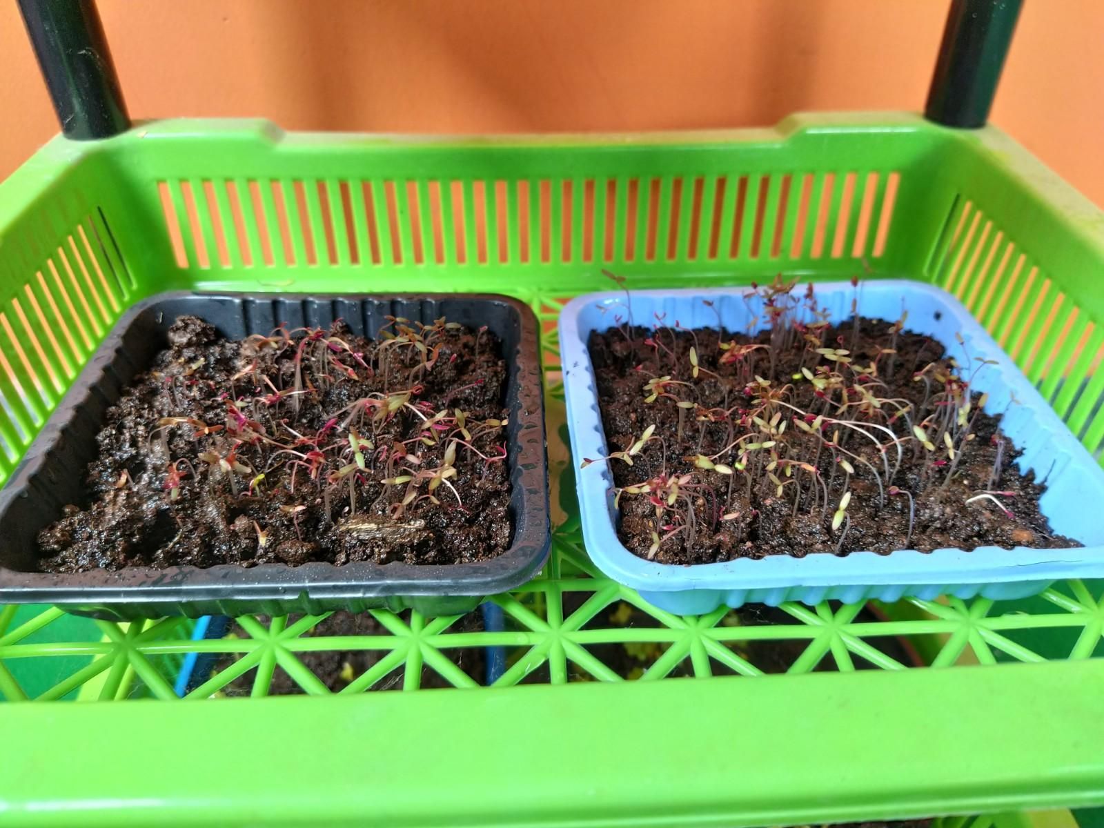Basic Guide to Grow Micro 'green' : 14 Steps (with Pictures ...