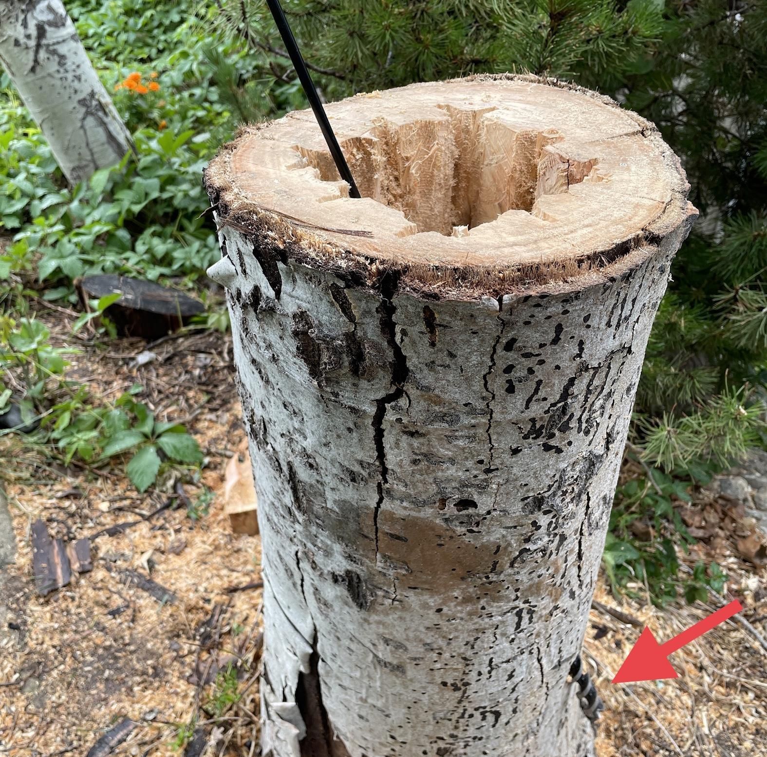 Transform a Tree Stump Into a Planter Box : 11 Steps (with Pictures ...