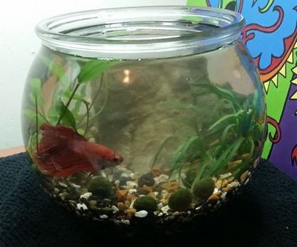 Aquascape Betta Bowl : 6 Steps - Instructables