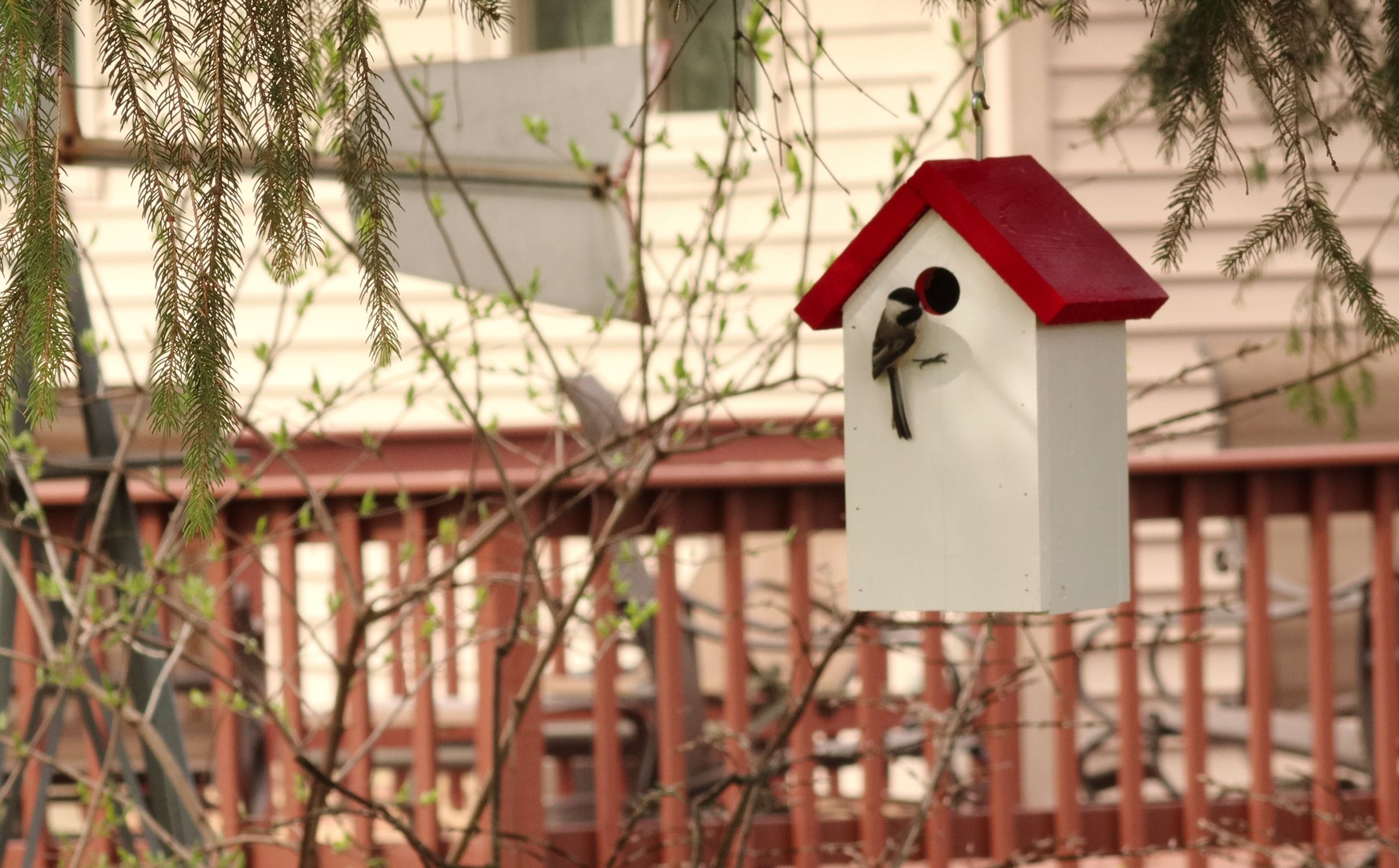Simple Birdhouse | Easy Quarantine Project With the Kids | FREE PLANS ...