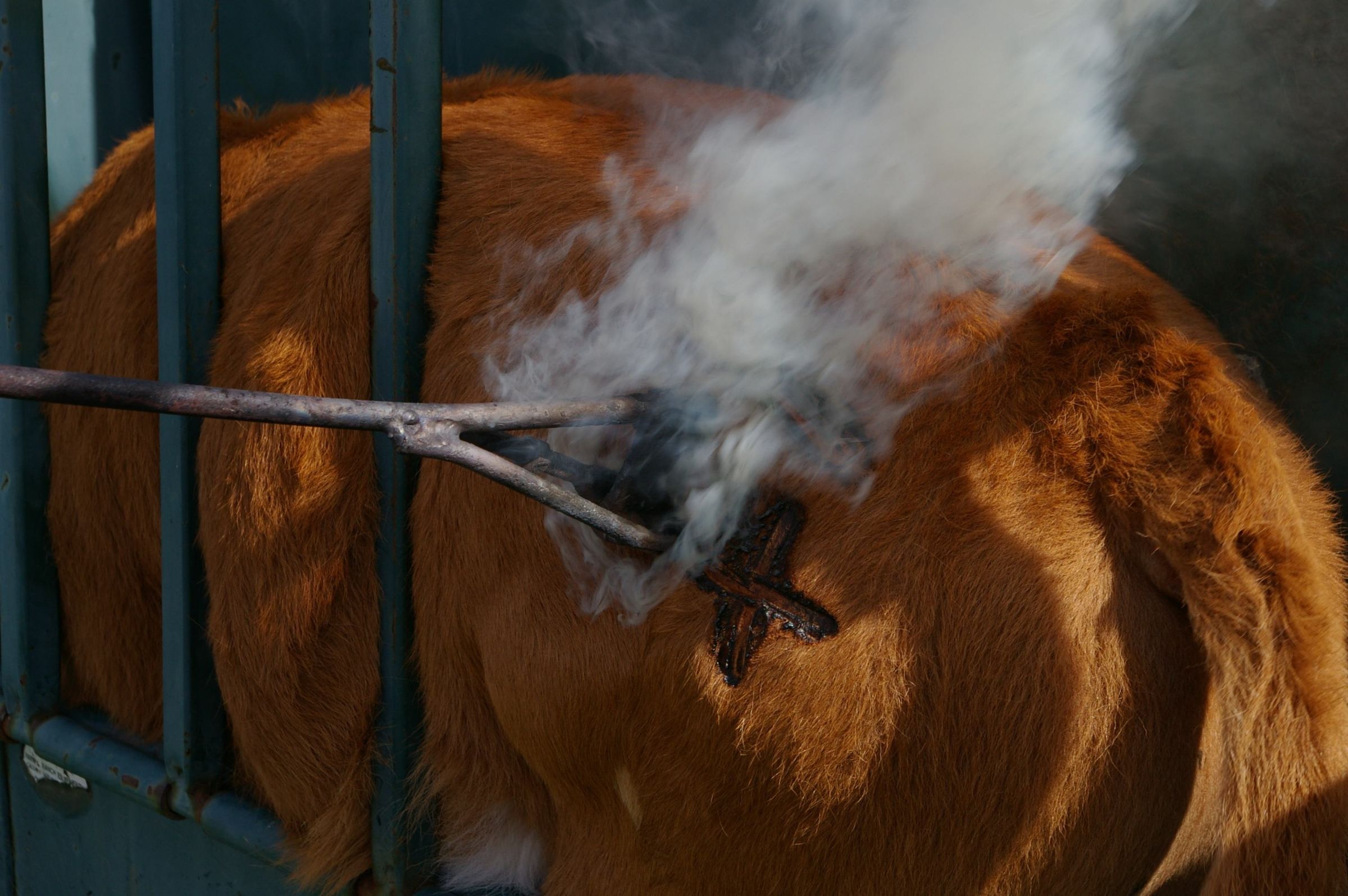 How to Brand Cattle : 7 Steps - Instructables