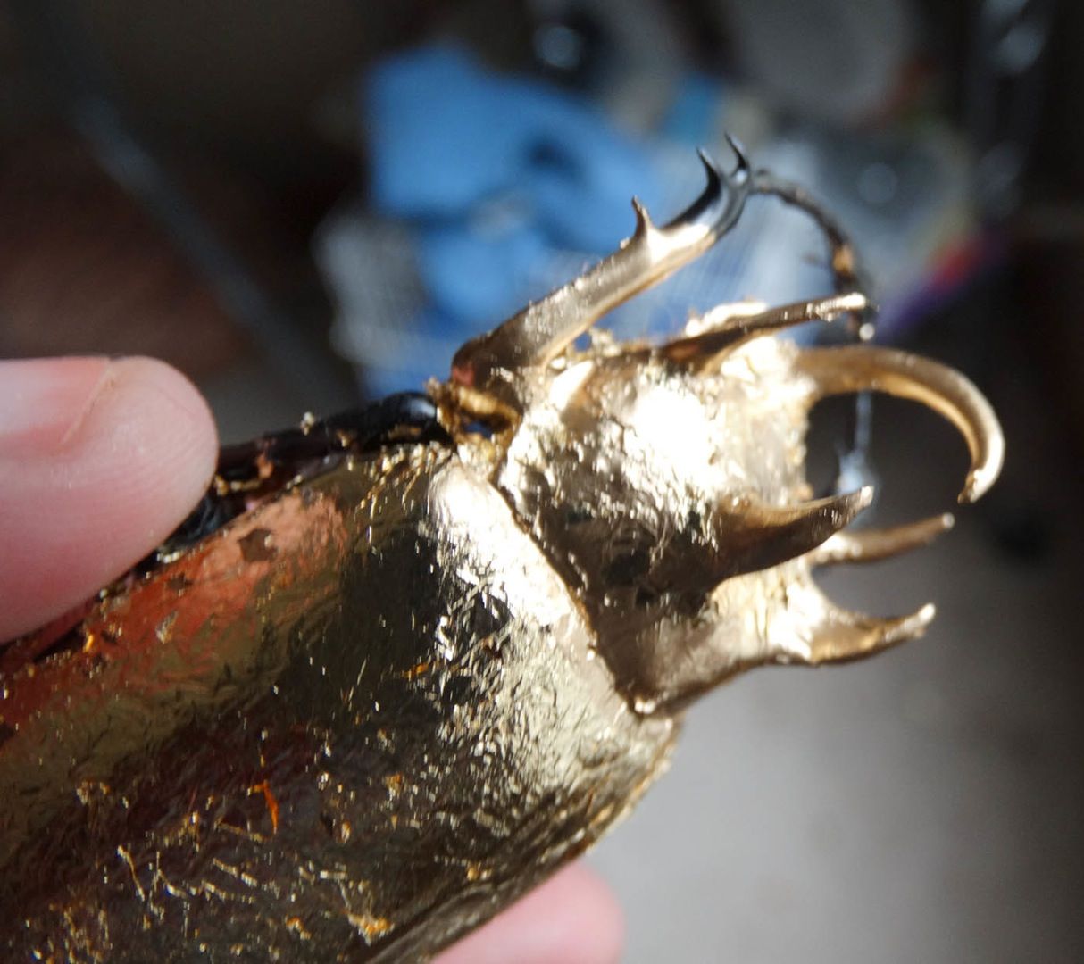 Preparing and Gilding a Real Insect : 10 Steps (with Pictures ...