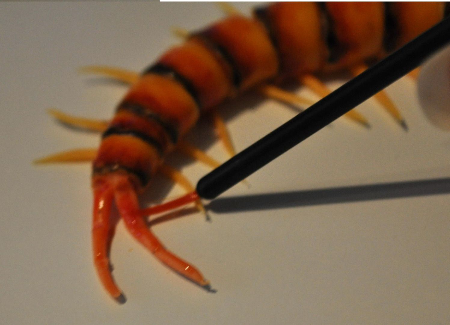 Centipede and Larvae Cupcake : 4 Steps (with Pictures) - Instructables