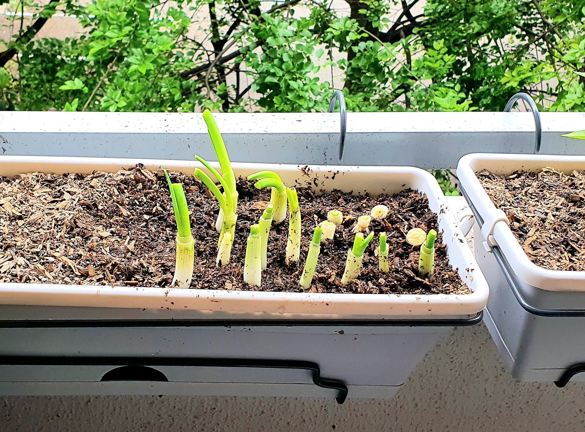 Re-growing Spring Onions : 8 Steps (with Pictures) - Instructables