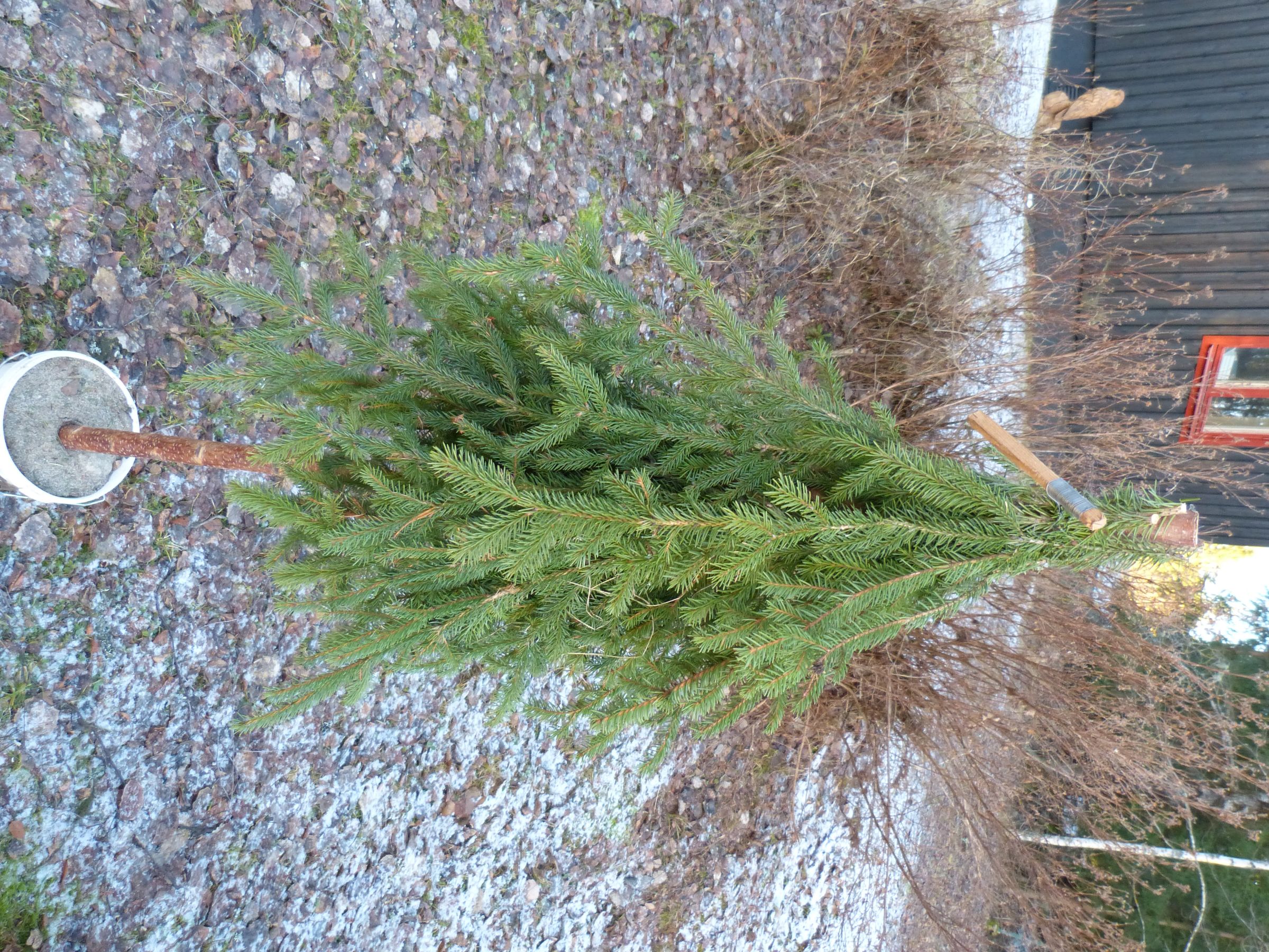 Easy Whimsical Christmas Trees From Branches : 9 Steps (with Pictures ...
