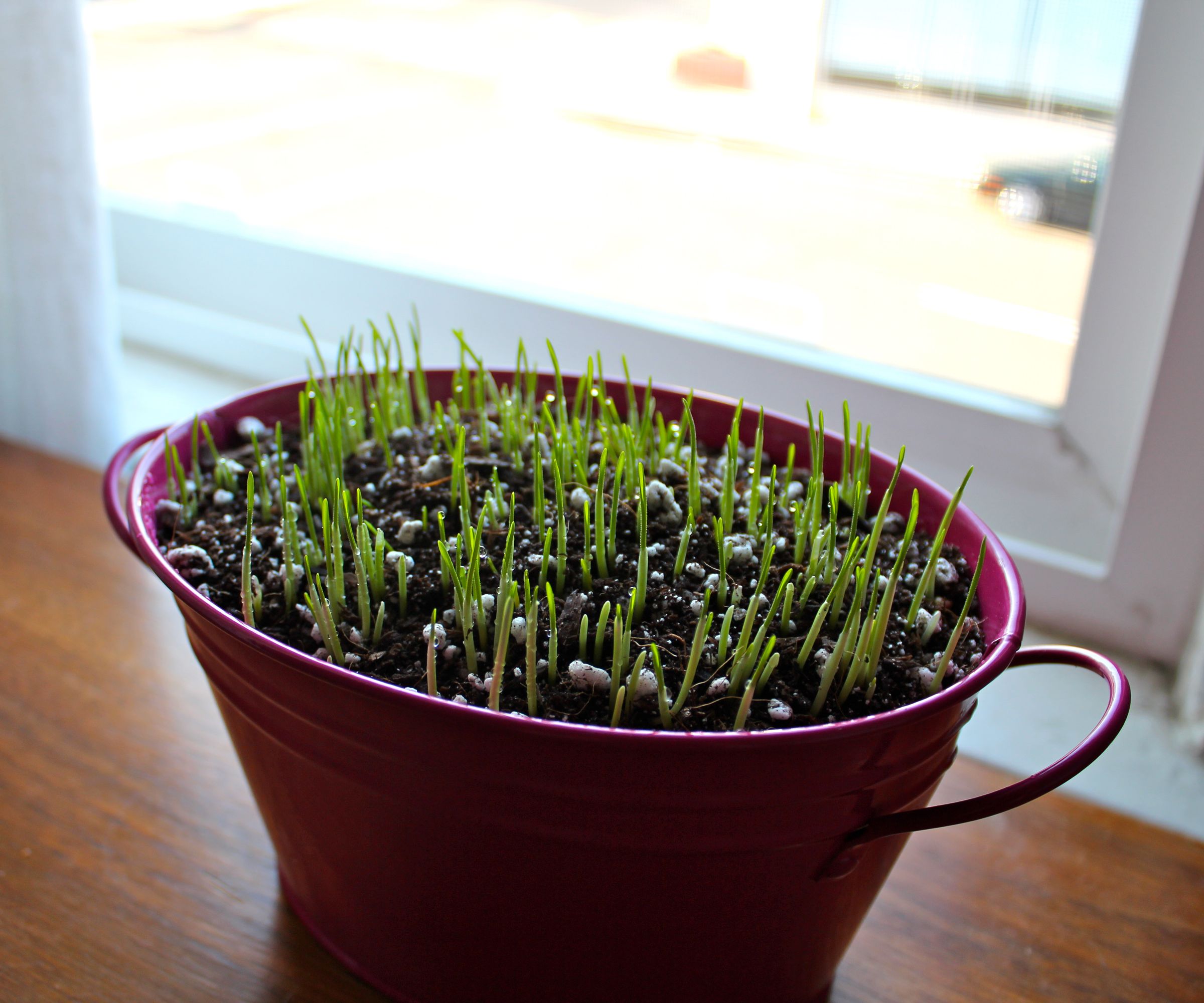 How to Grow Cat Grass : 5 Steps (with Pictures) - Instructables