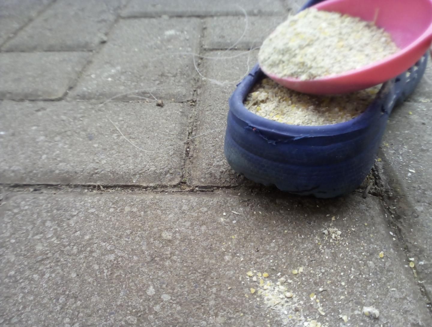 How to Make a Bird Feeder Out of a Shoe DIY : 3 Steps - Instructables