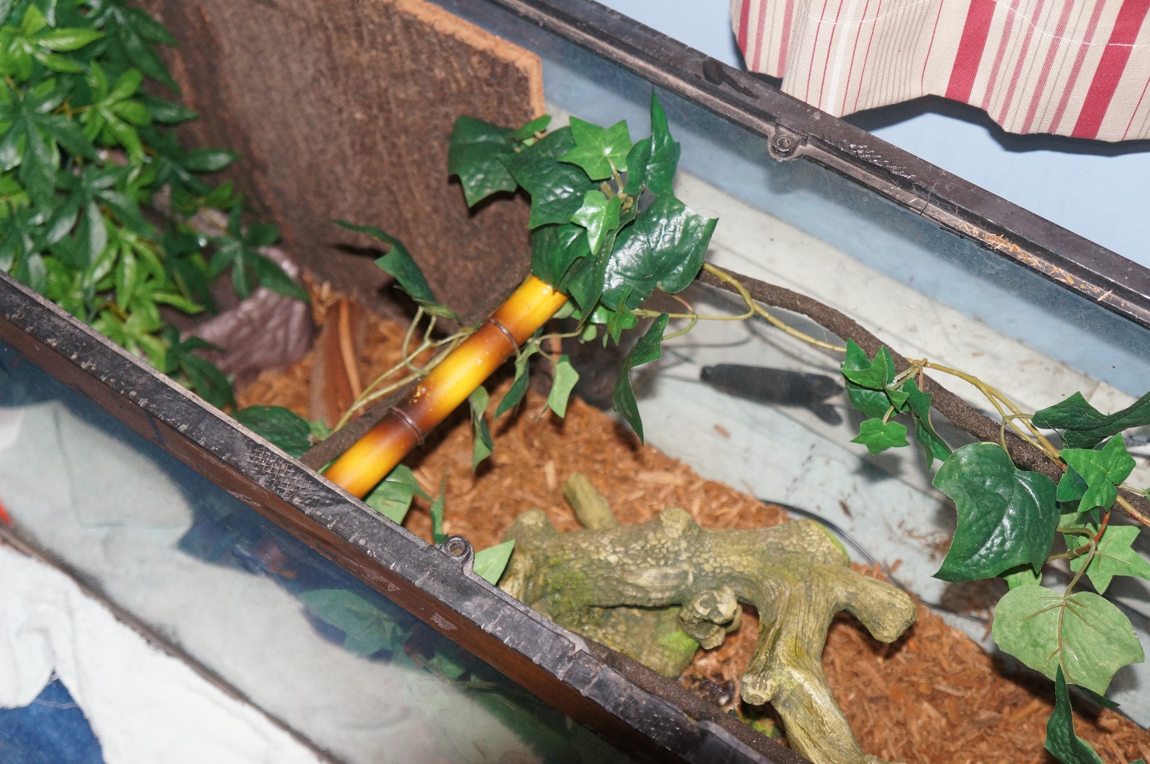 Bringing the Outside In, Creating a Vivarium for a Carpet Python : 6 ...