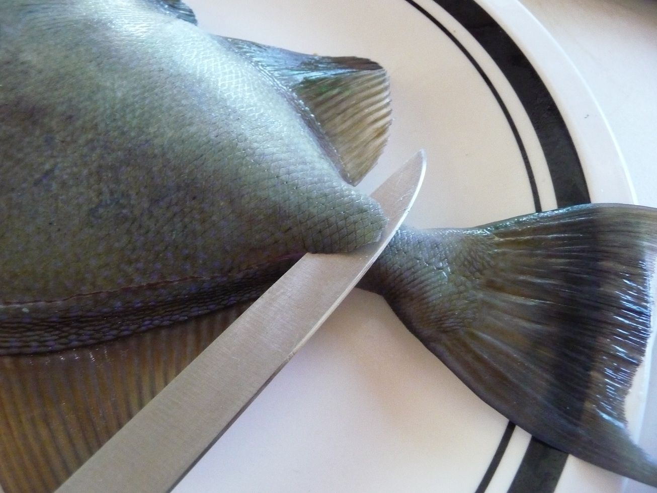 Trigger-Happy Fish Art : 4 Steps (with Pictures) - Instructables