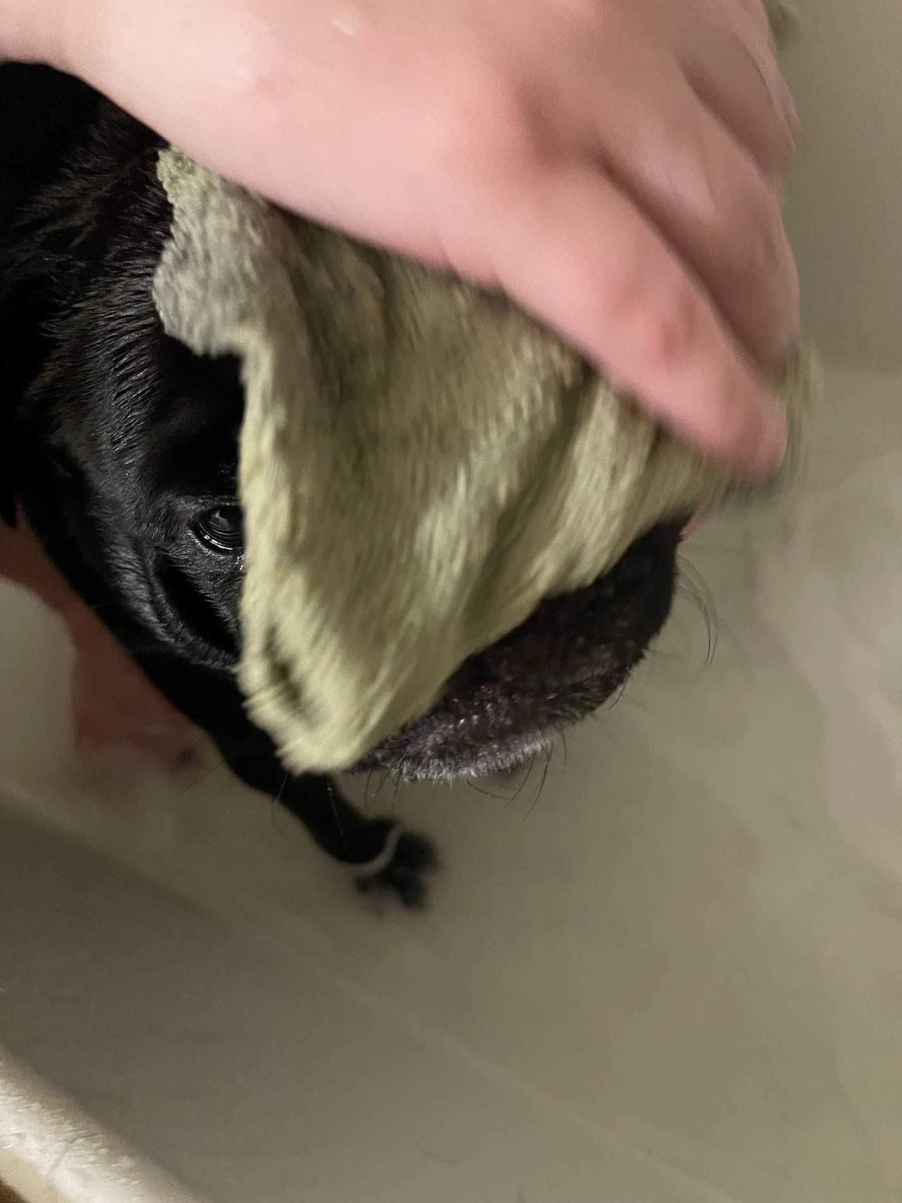 How to Groom Your Pug : 13 Steps (with Pictures) - Instructables