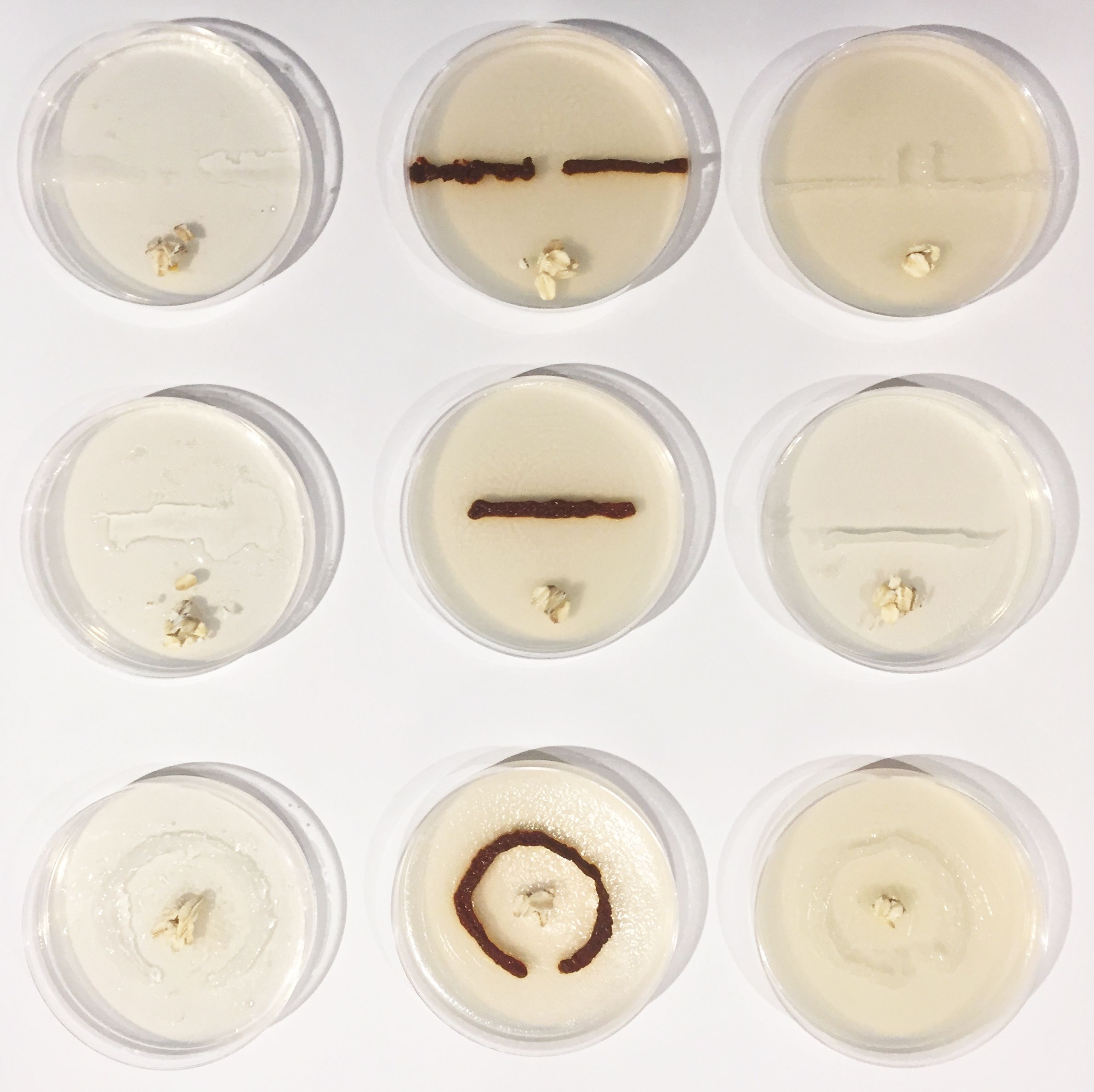 How to Grow SLIME MOLD : 9 Steps (with Pictures) - Instructables